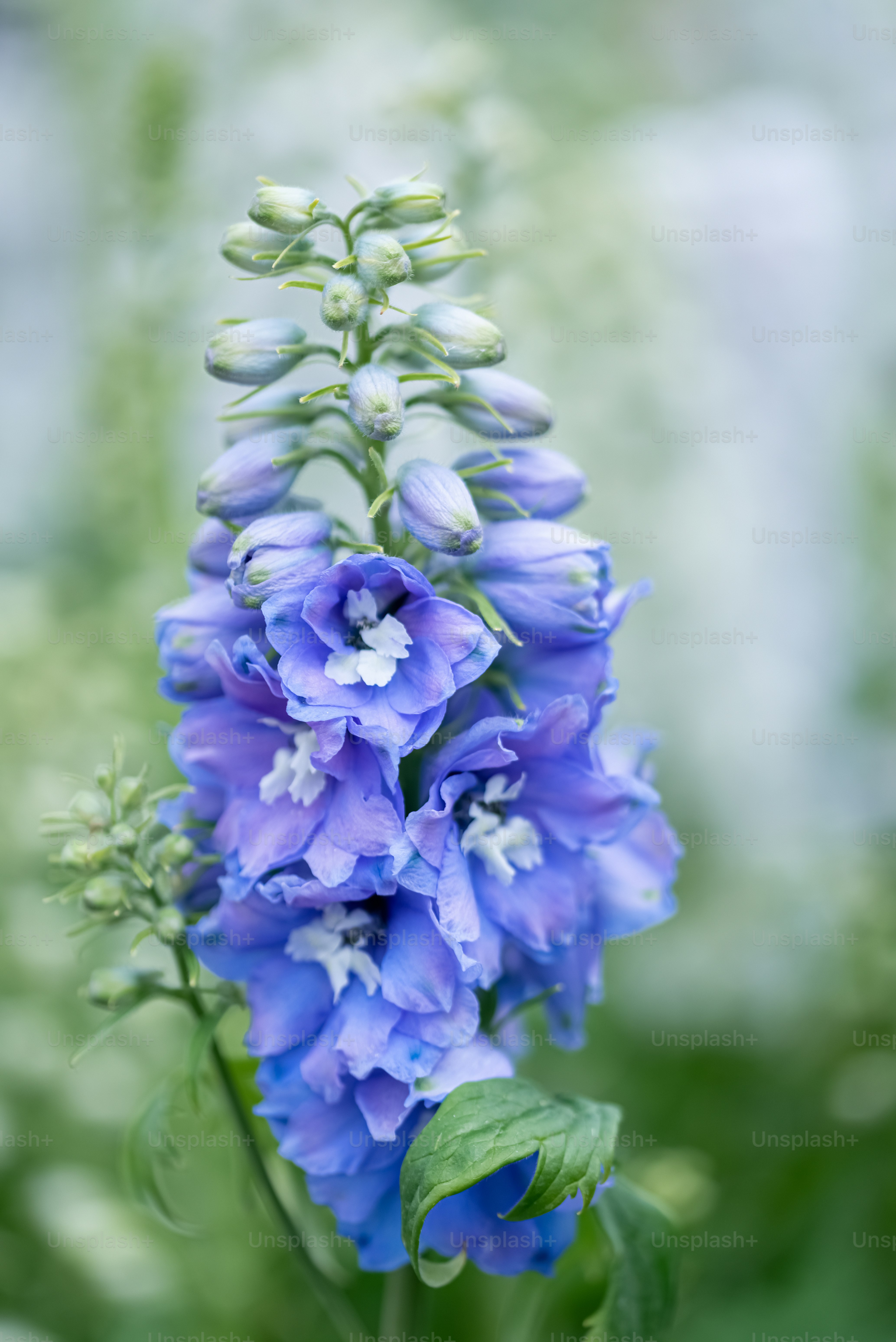 A close up of a blue flower with green leaves photo – - colorful flower ...