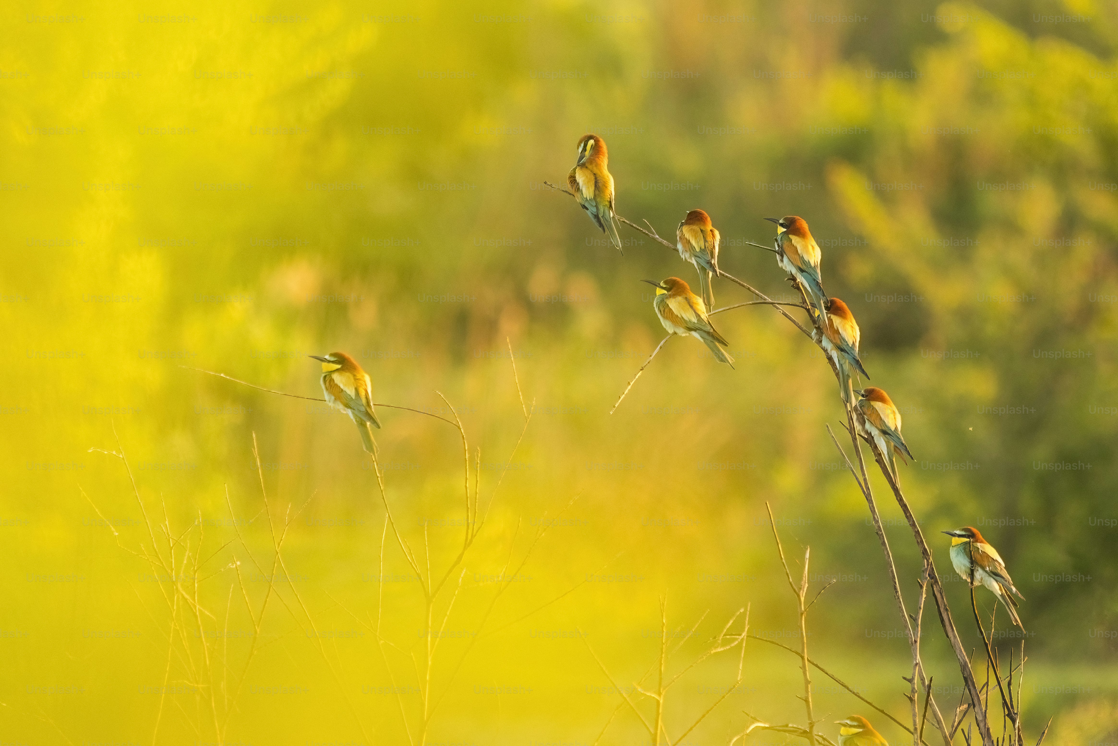 200+ Free Birds Pictures on Unsplash