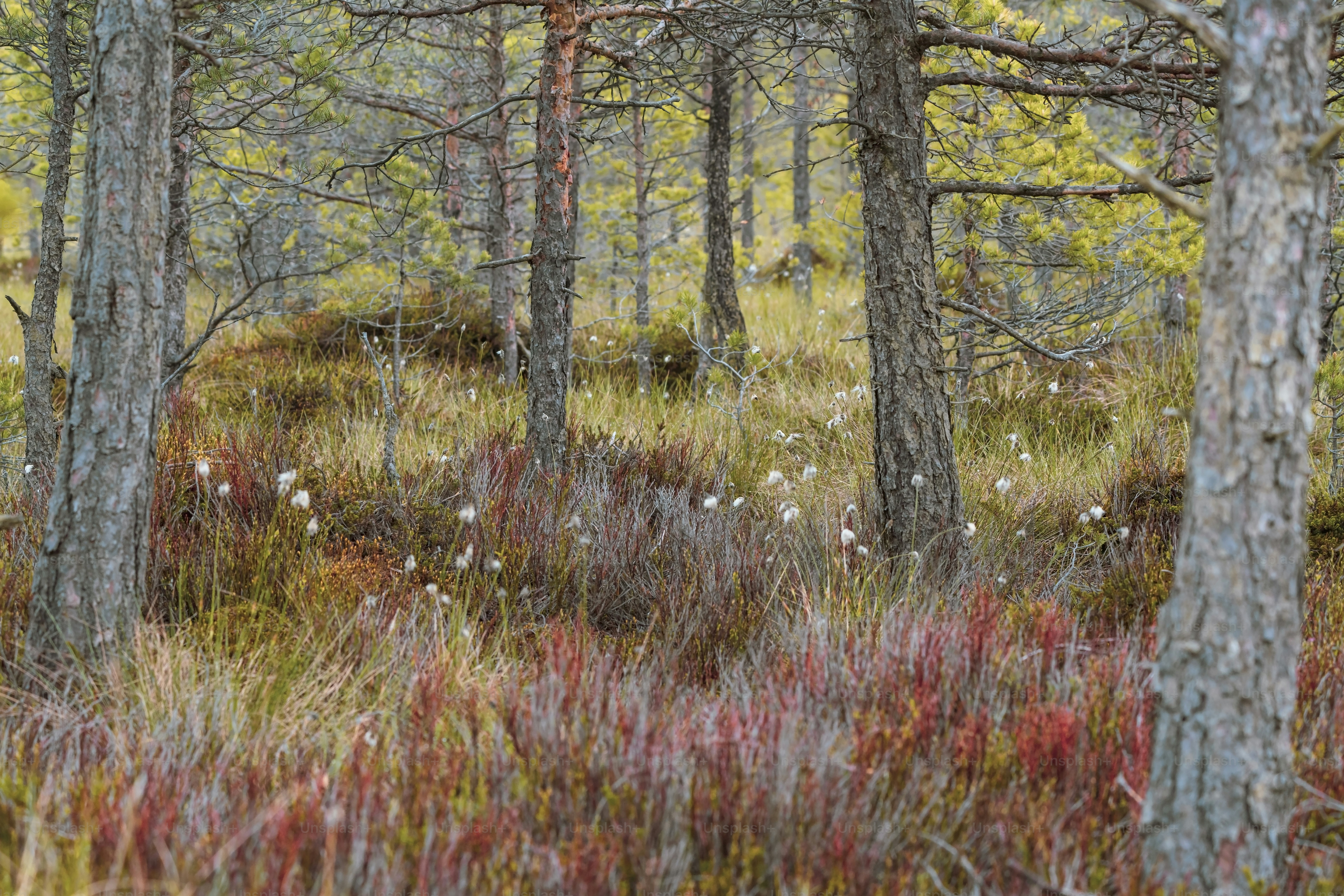 A forest filled with lots of tall trees photo – Wallpaper Image on Unsplash