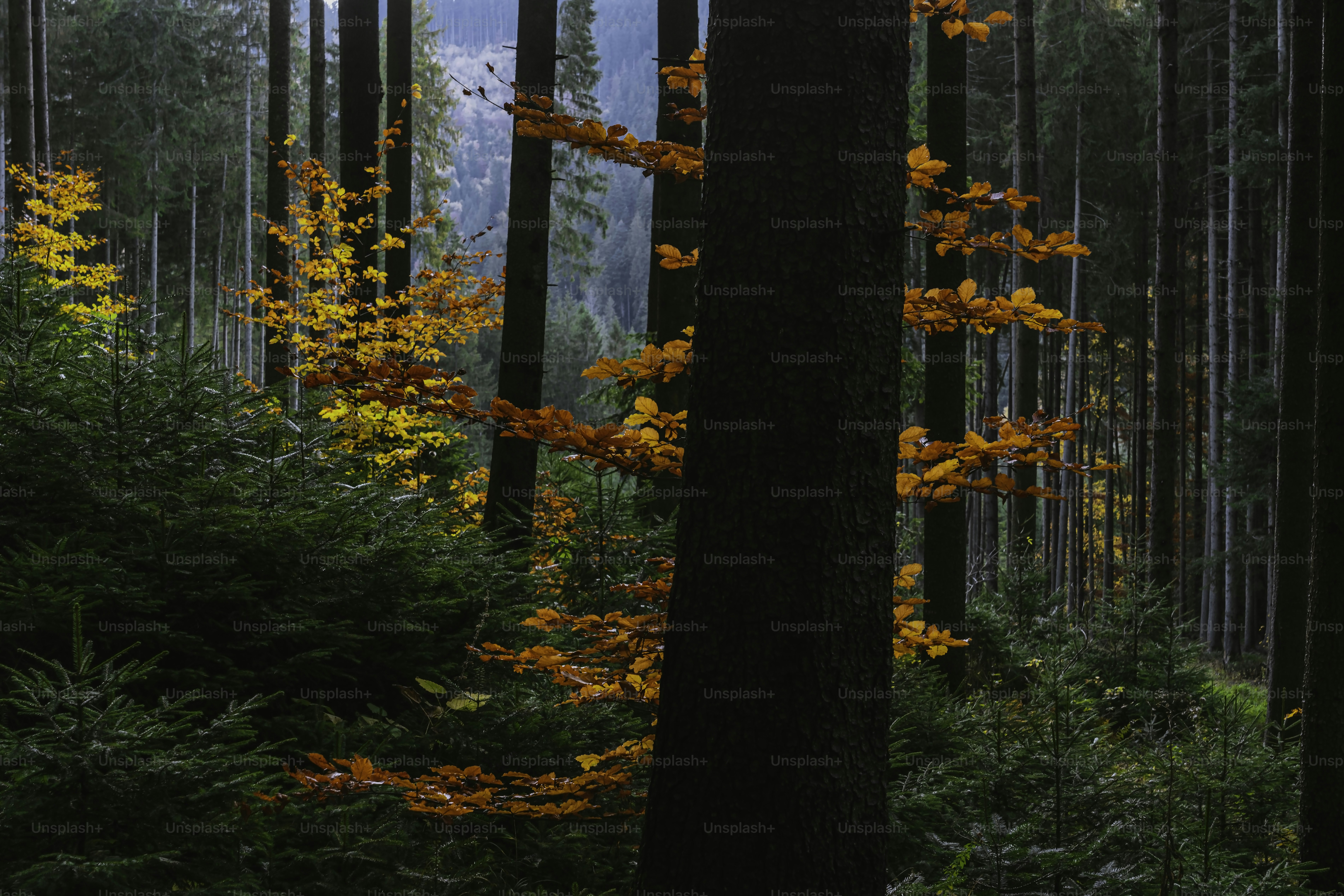 A forest filled with lots of tall trees photo – Wallpaper Image on Unsplash
