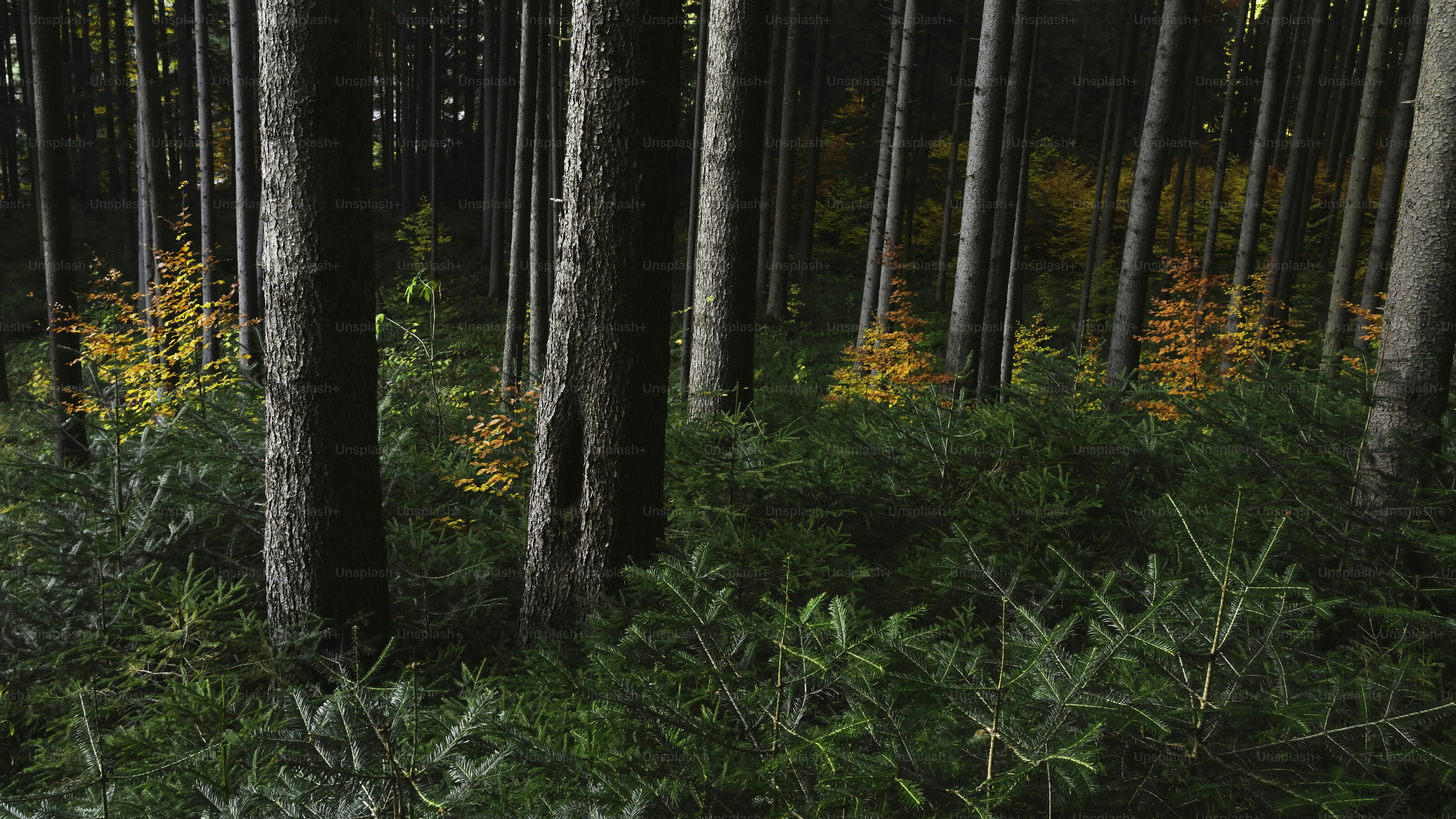 A forest filled with lots of tall trees photo – Wallpaper Image on Unsplash