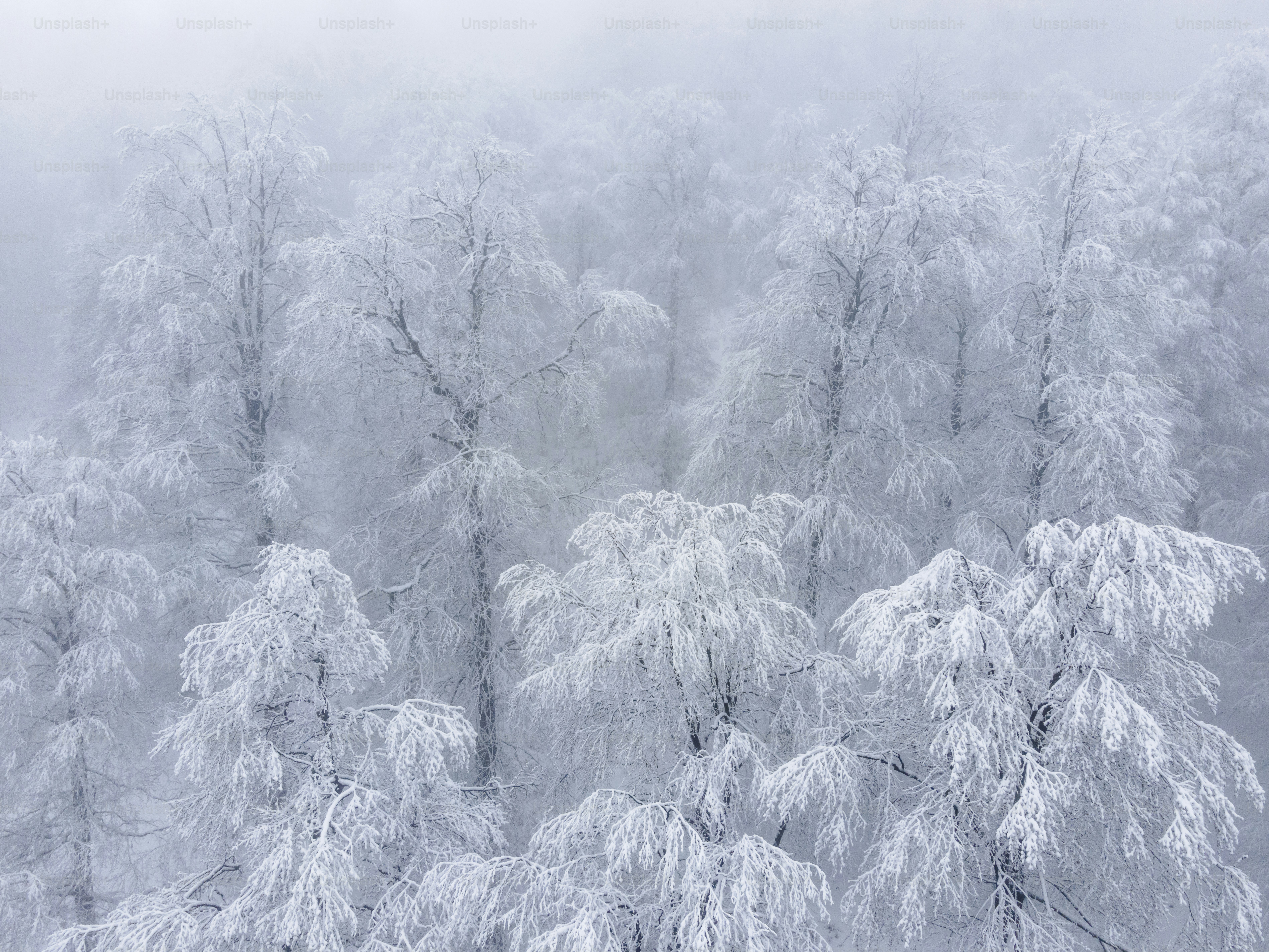 A group of trees covered in snow in a forest photo – Winter Image on ...