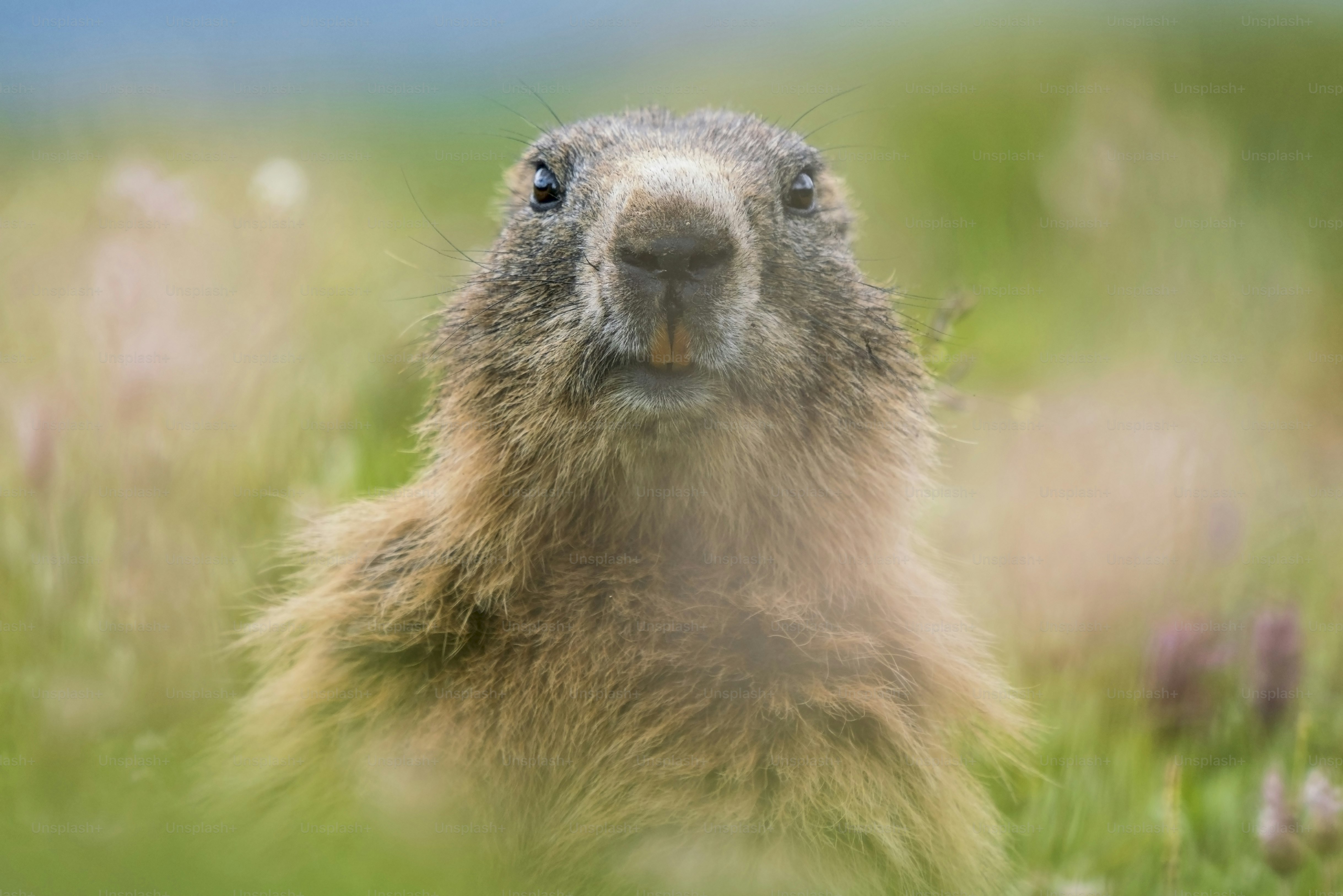 Groundhog Pictures | Download Free Images on Unsplash