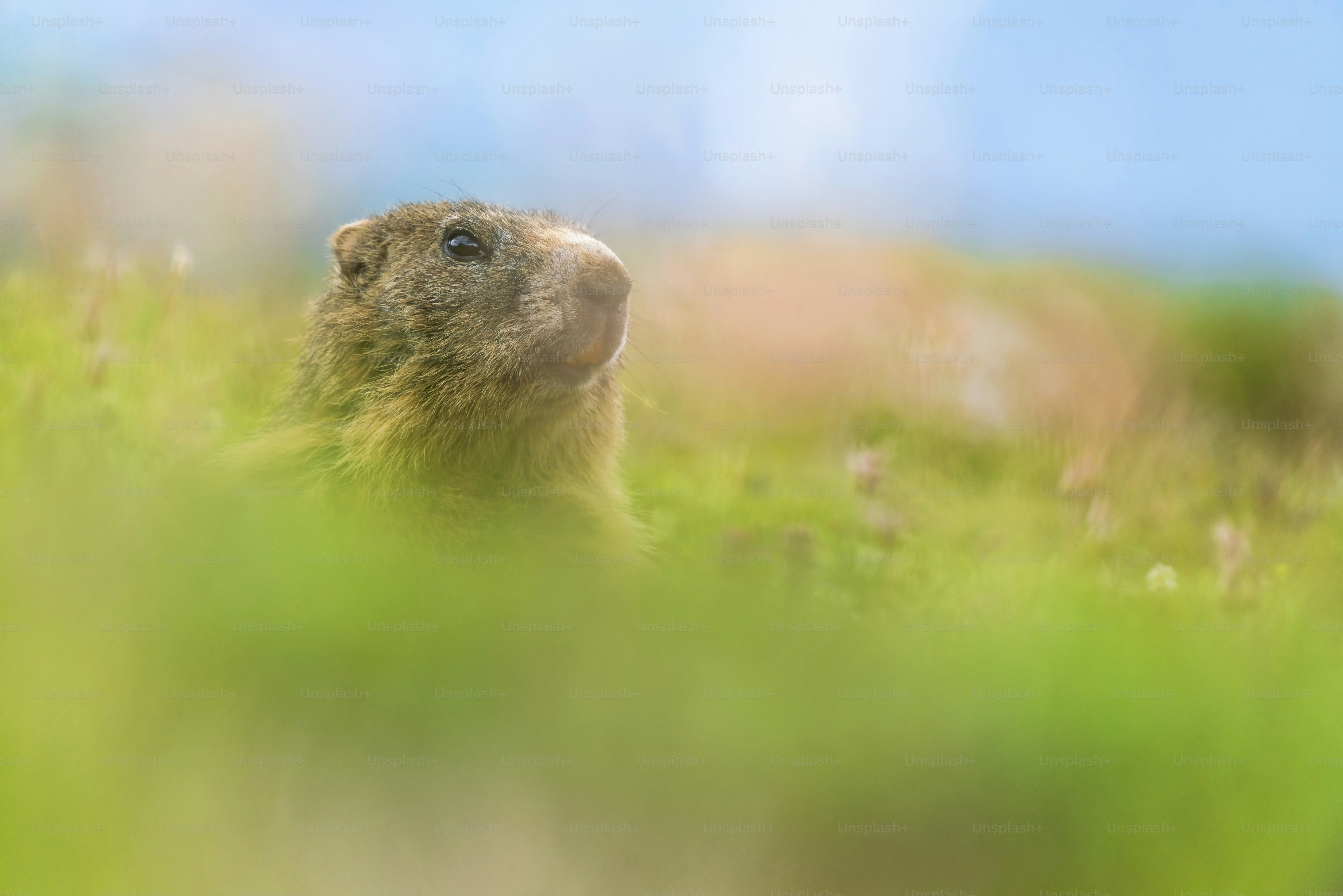 Groundhog Pictures | Download Free Images on Unsplash
