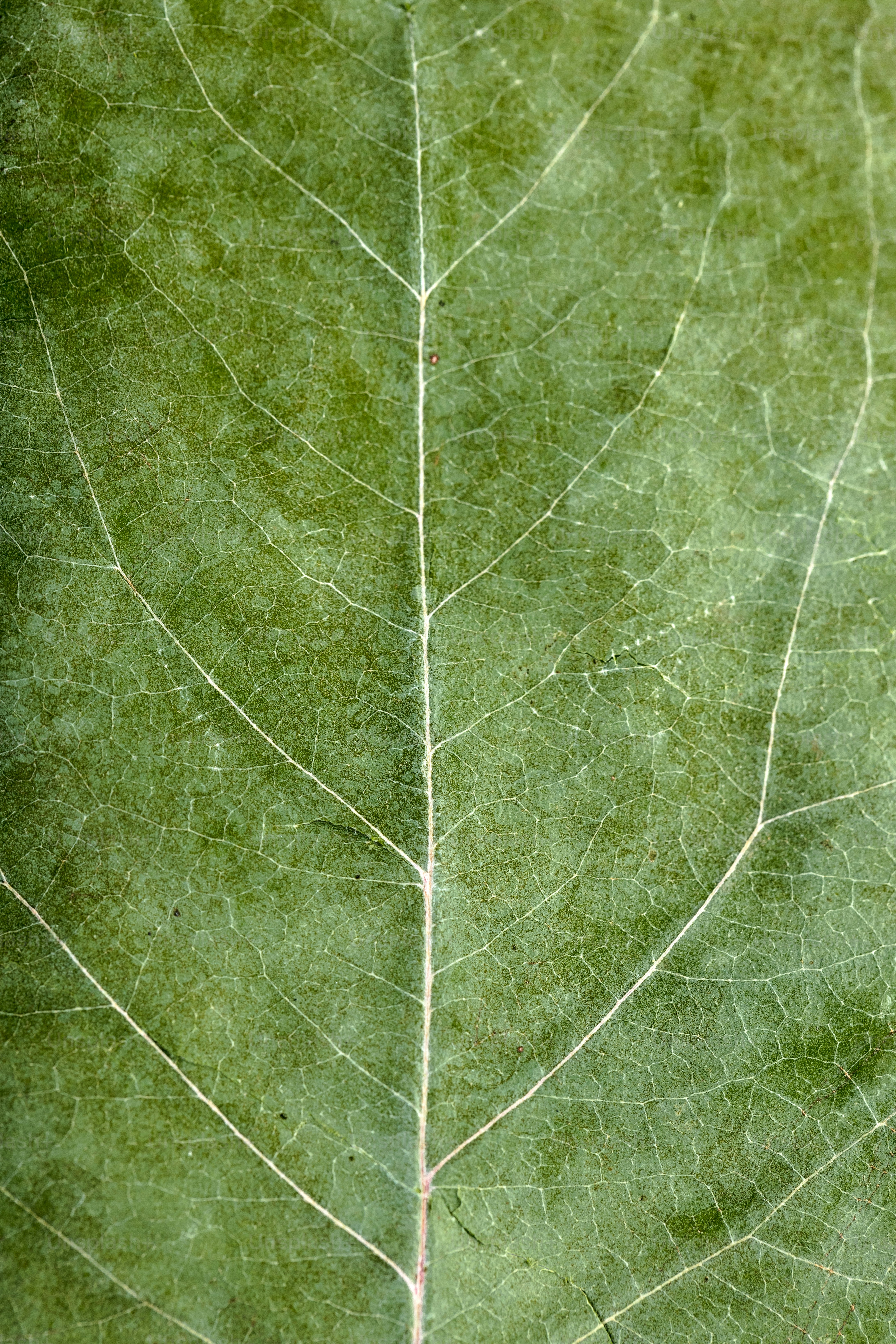 A close up of a green leaf photo – Leaf Image on Unsplash