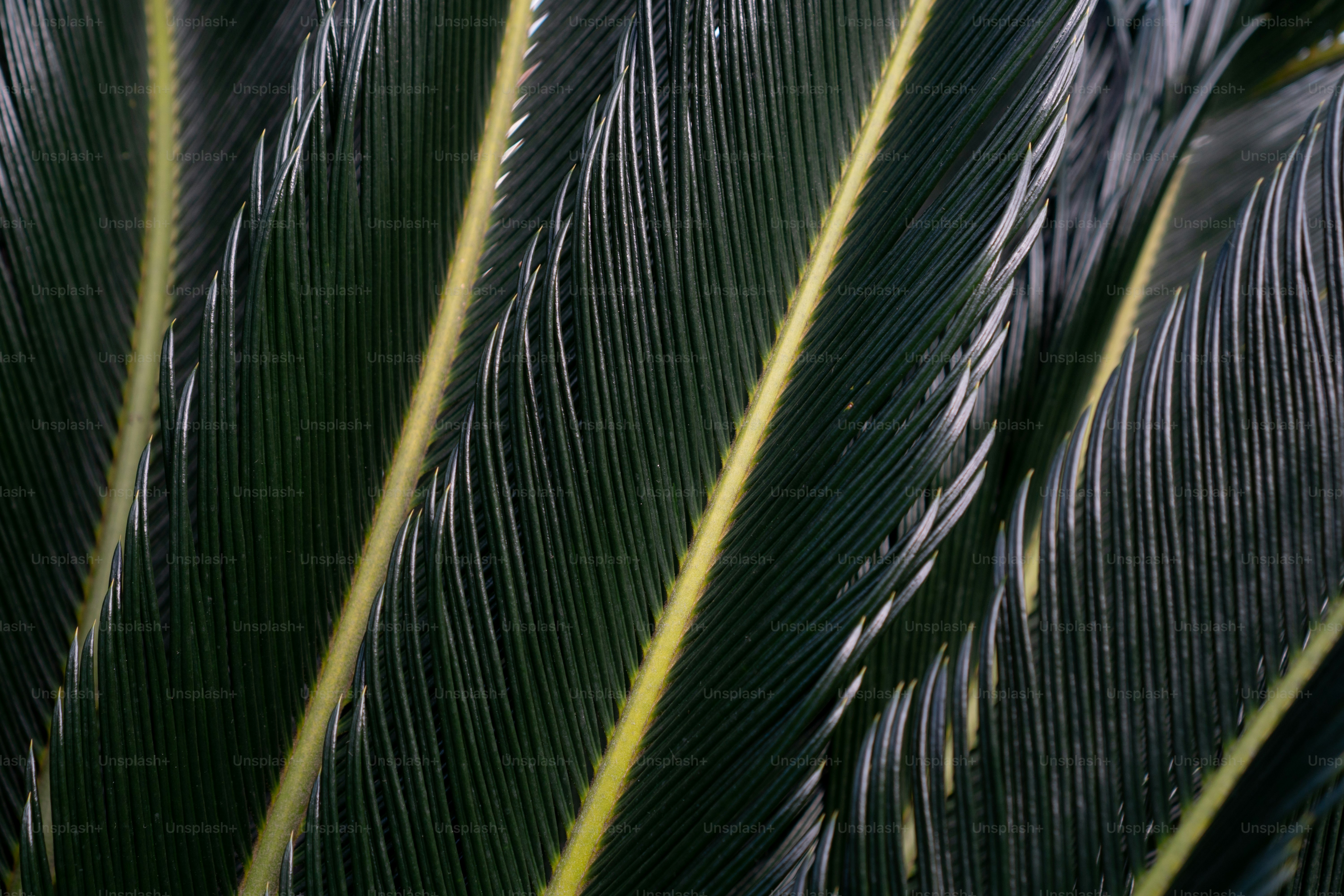 A close up of a large green leaf photo – Large leaf Image on Unsplash