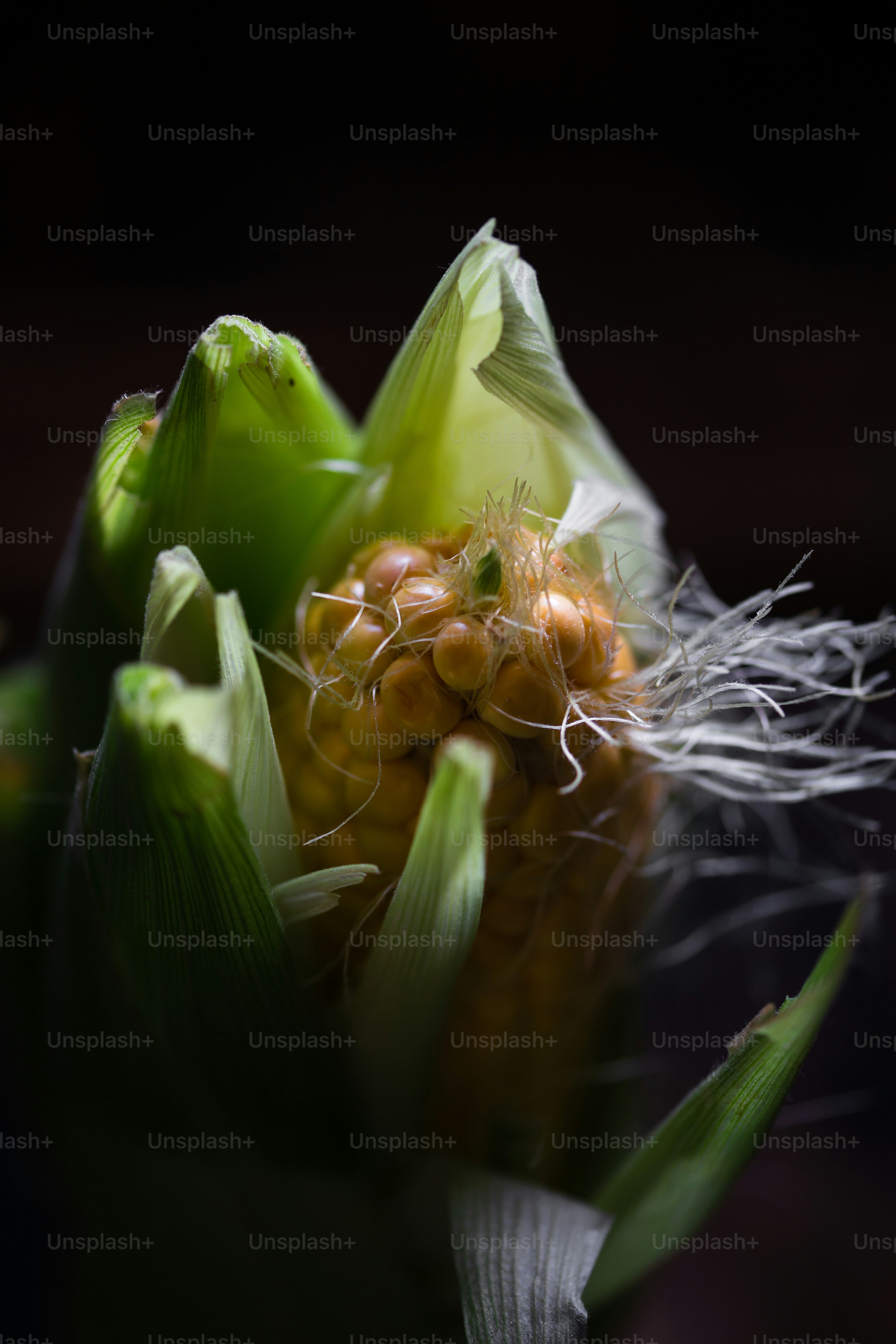 A close up of a flower with a black background photo – Corn on the cob ...
