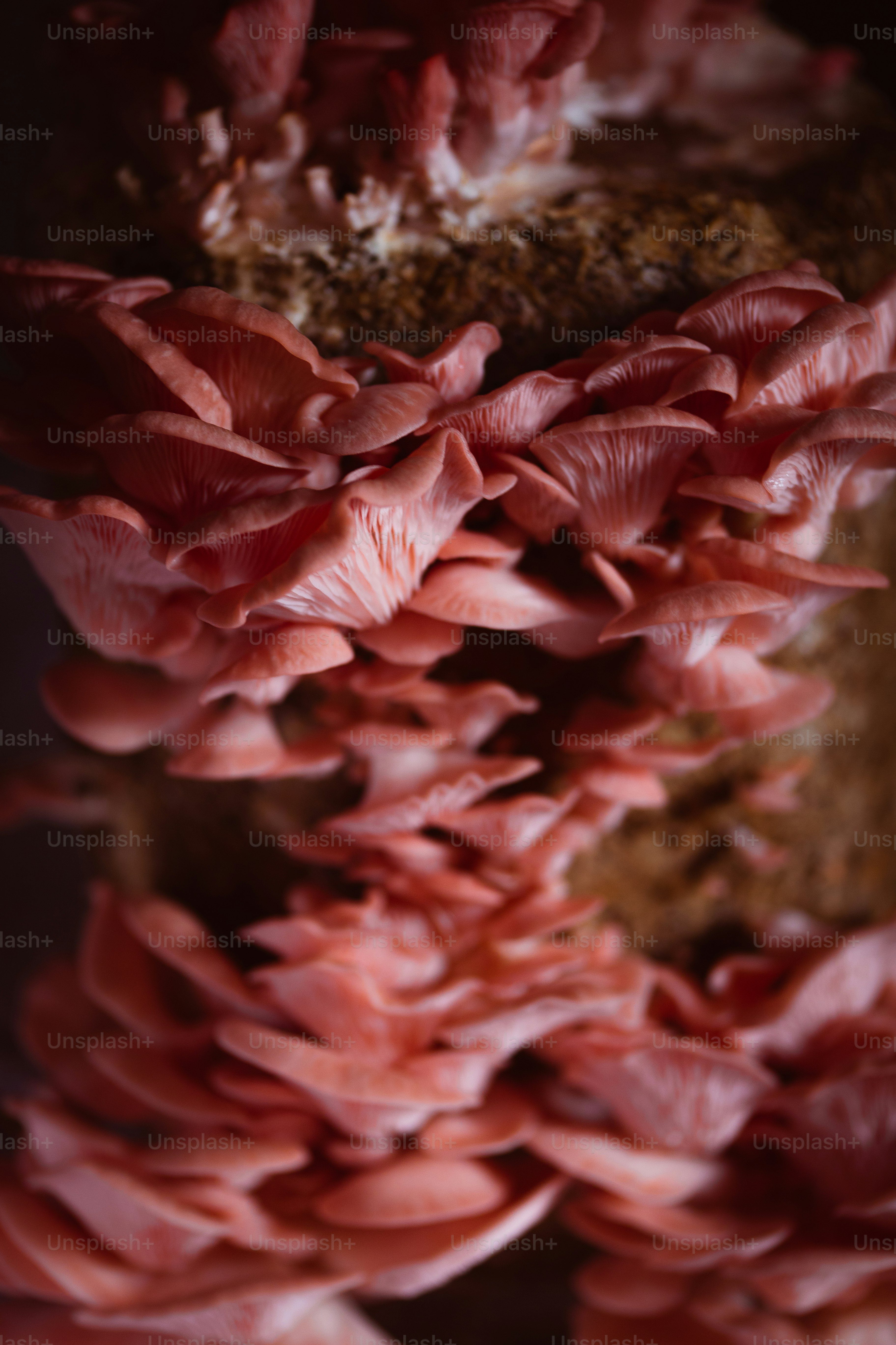 Un gros plan d’un bouquet de champignons photo – Pleurote en huître ...