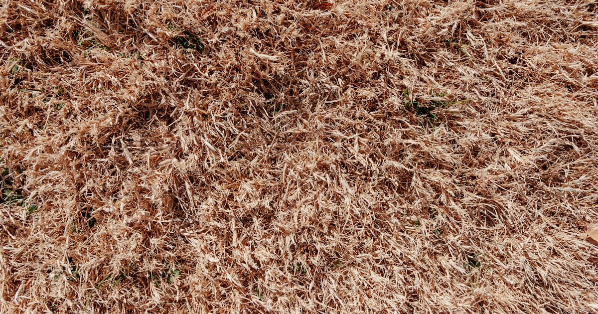 茶色の草の山のクローズアップの写真 Unsplashの乾いた草の画像