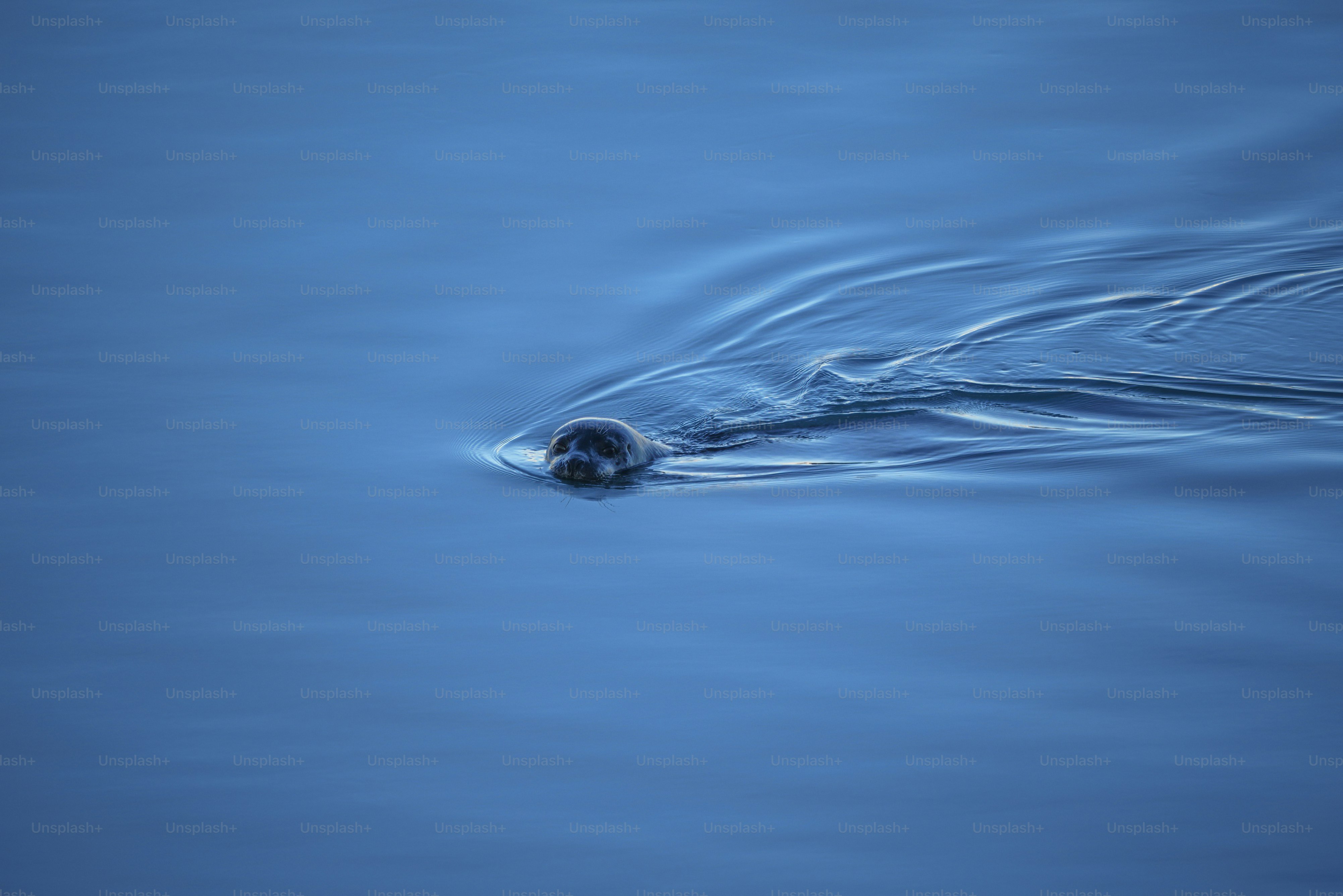 A small animal swimming in a body of water photo – Wildlife Image on ...