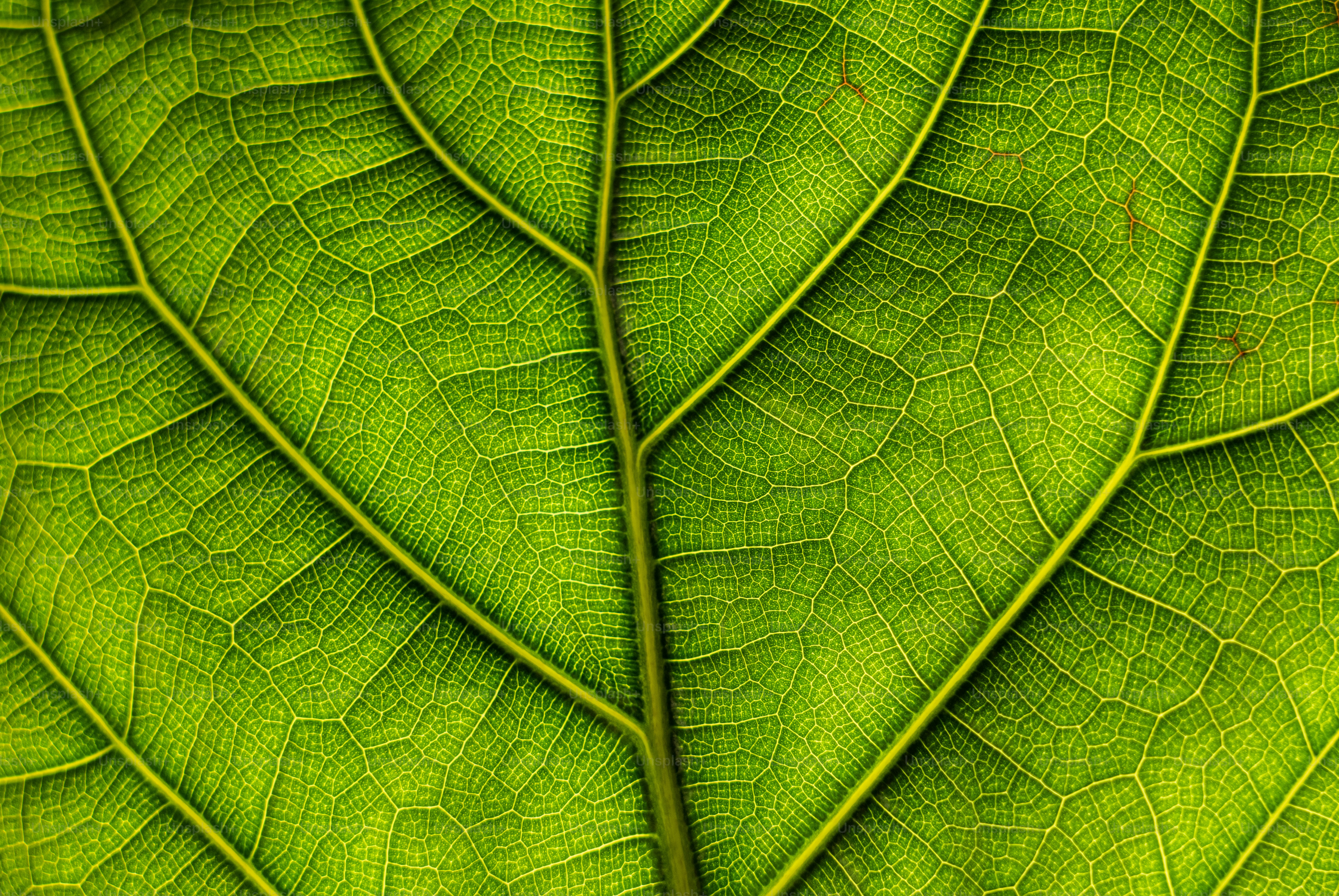 Leaf Background Images: 900+ Free Images on Unsplash