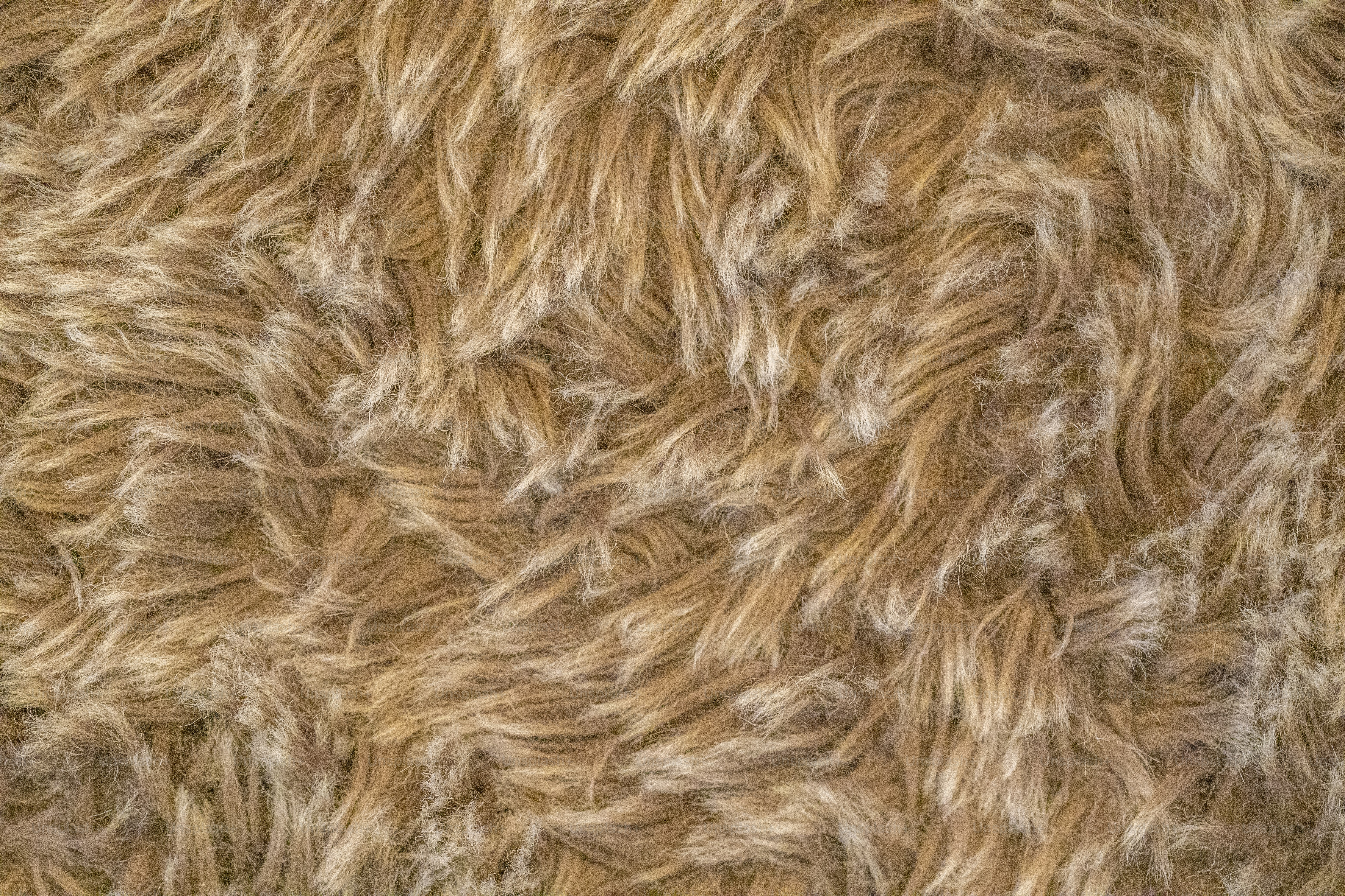A close up of a furry animal's fur photo – Fur texture Image on Unsplash