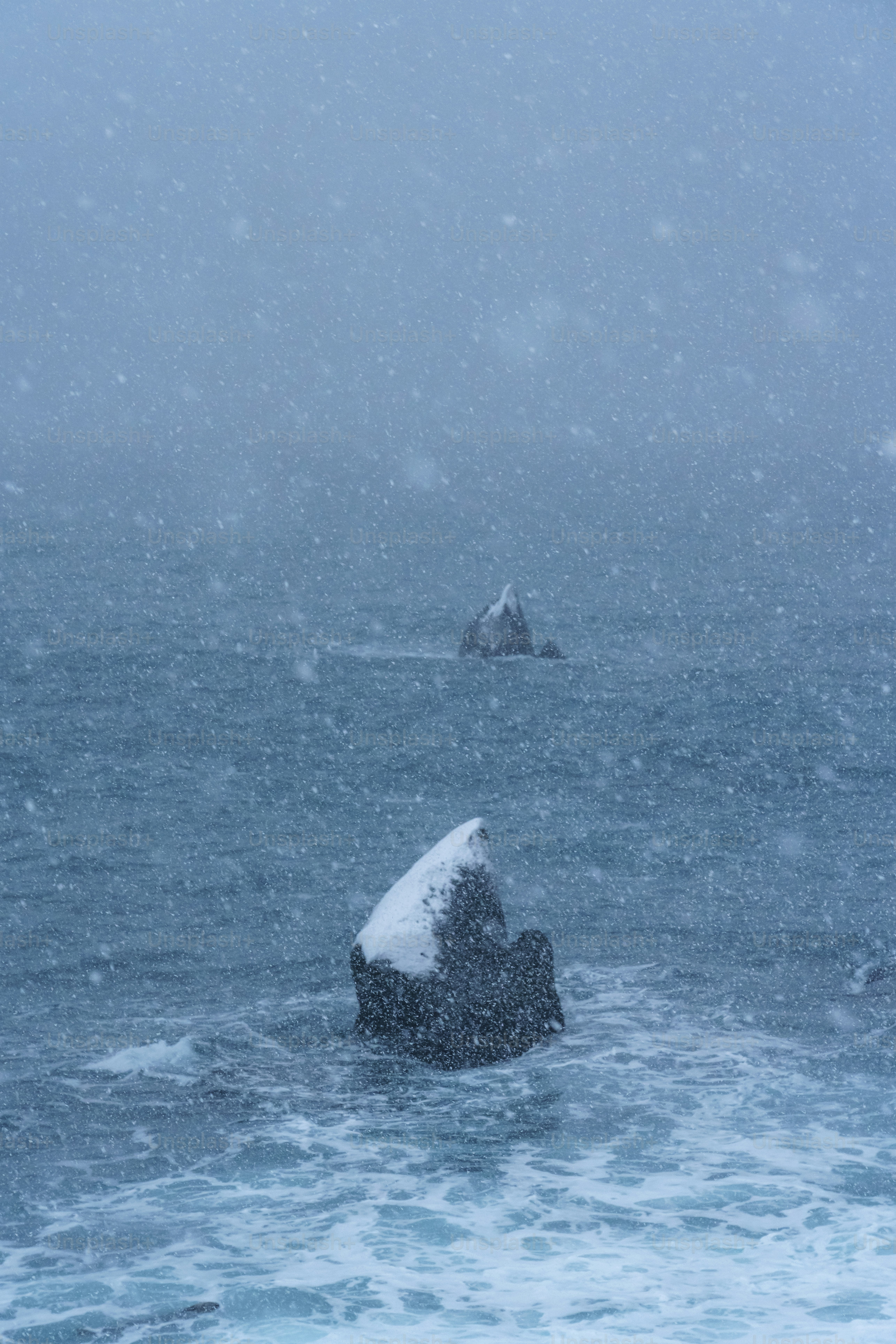 Fish Wallpaper Pictures | Download Free Images on Unsplash