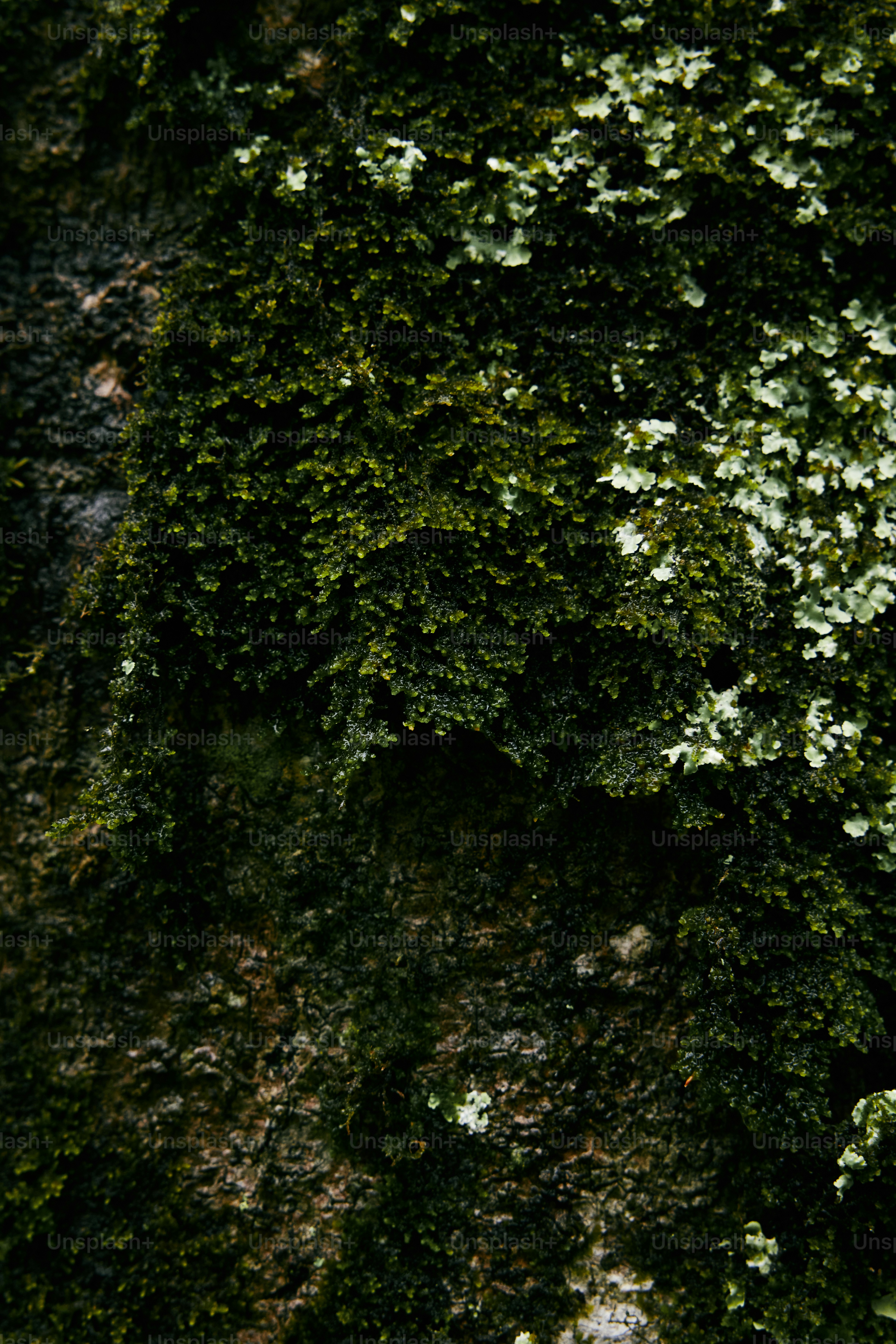 A close up of a moss covered wall photo – Texture Image on Unsplash