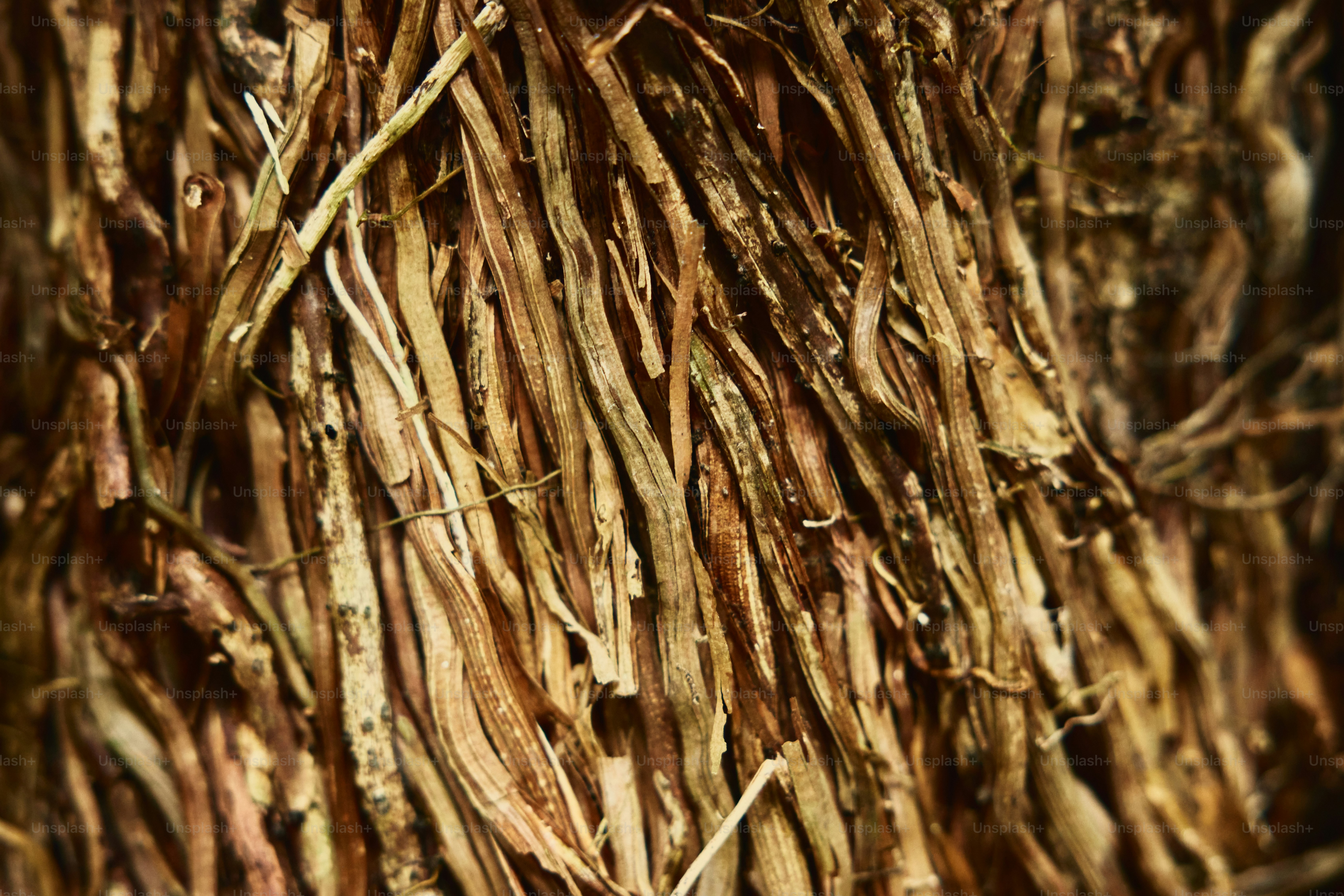 Un primer plano de un montón de palos foto – Imagen de Naturaleza en ...