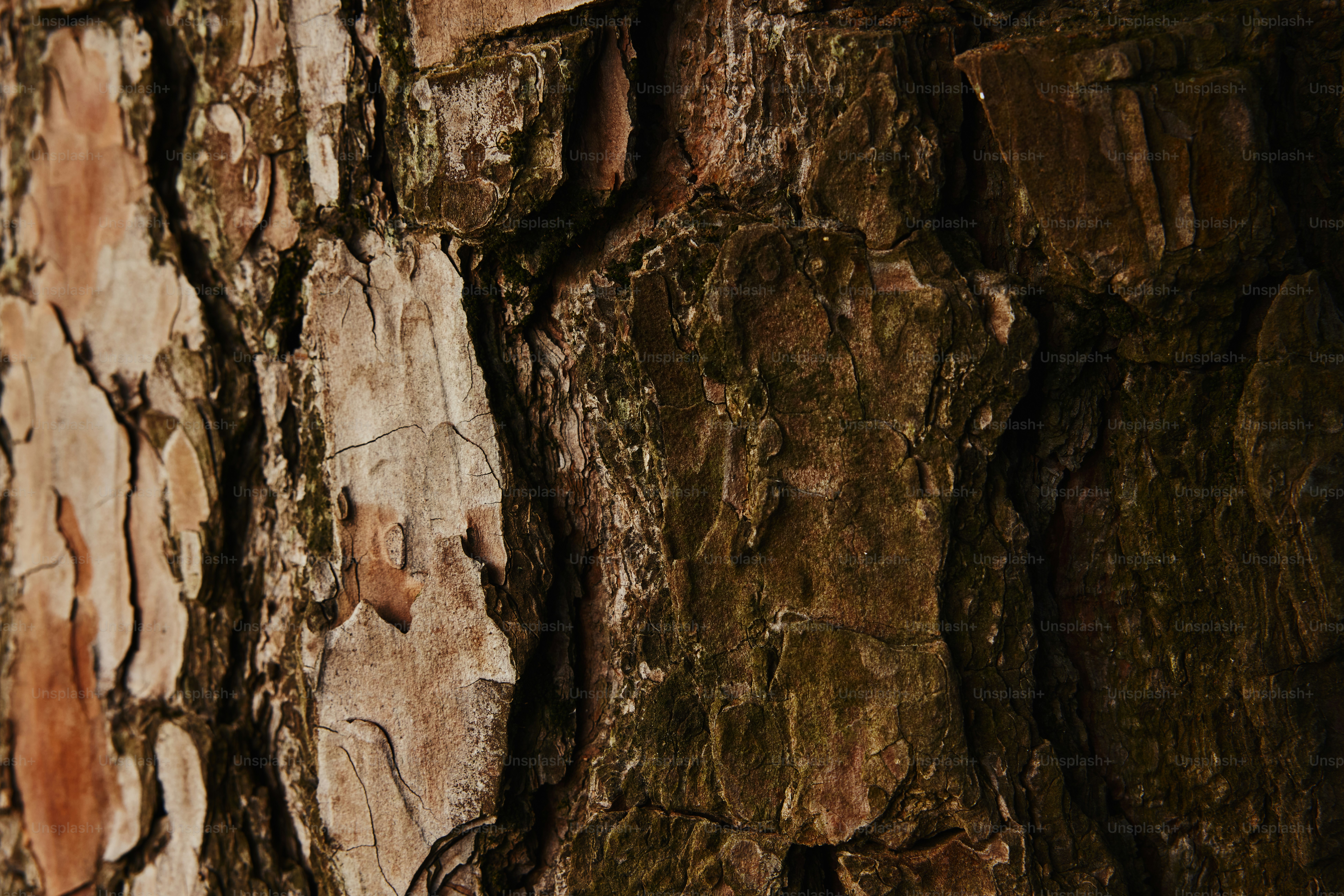 A close up of the bark of a tree photo – Nature Image on Unsplash