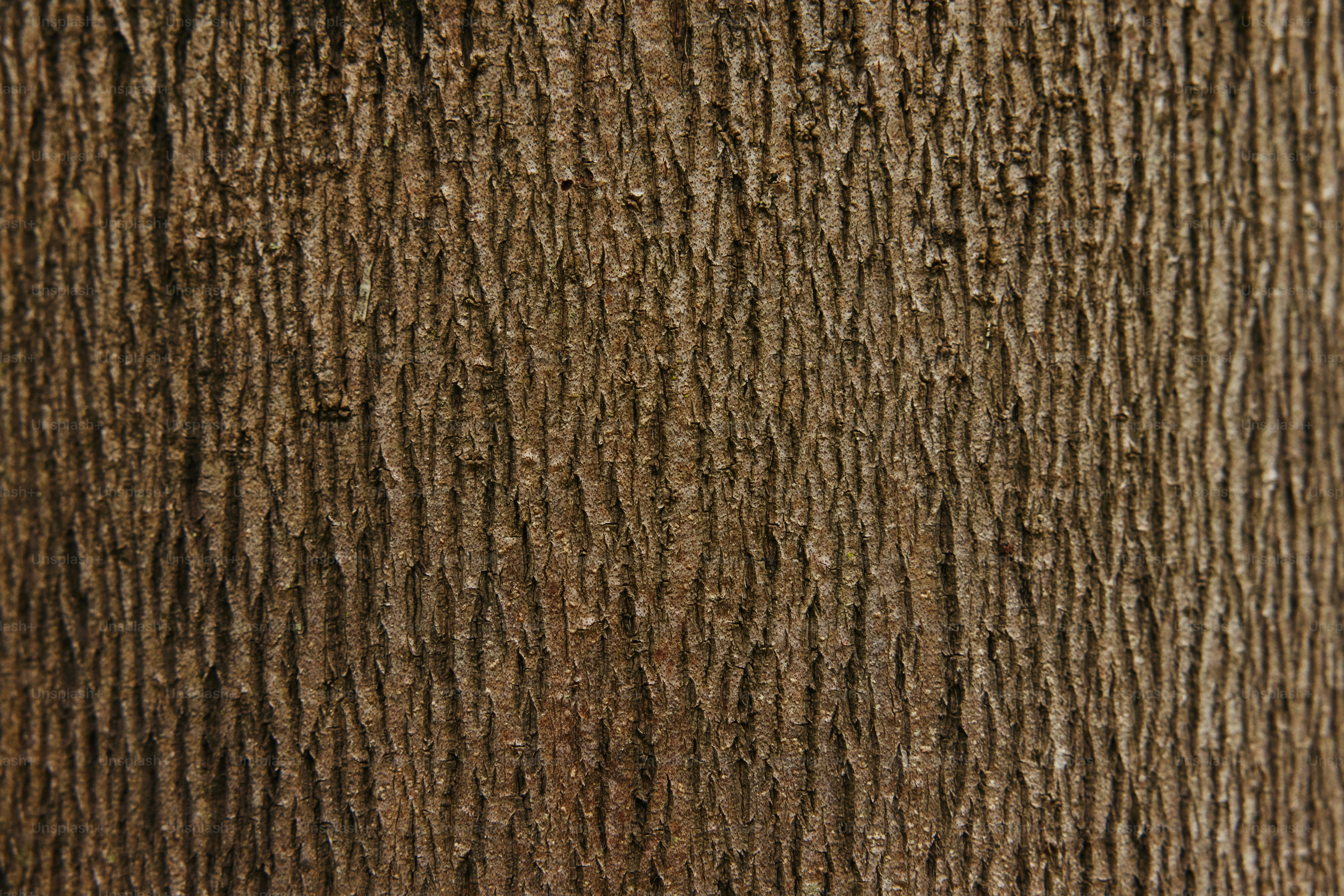 A close up of the bark of a tree photo – Nature Image on Unsplash
