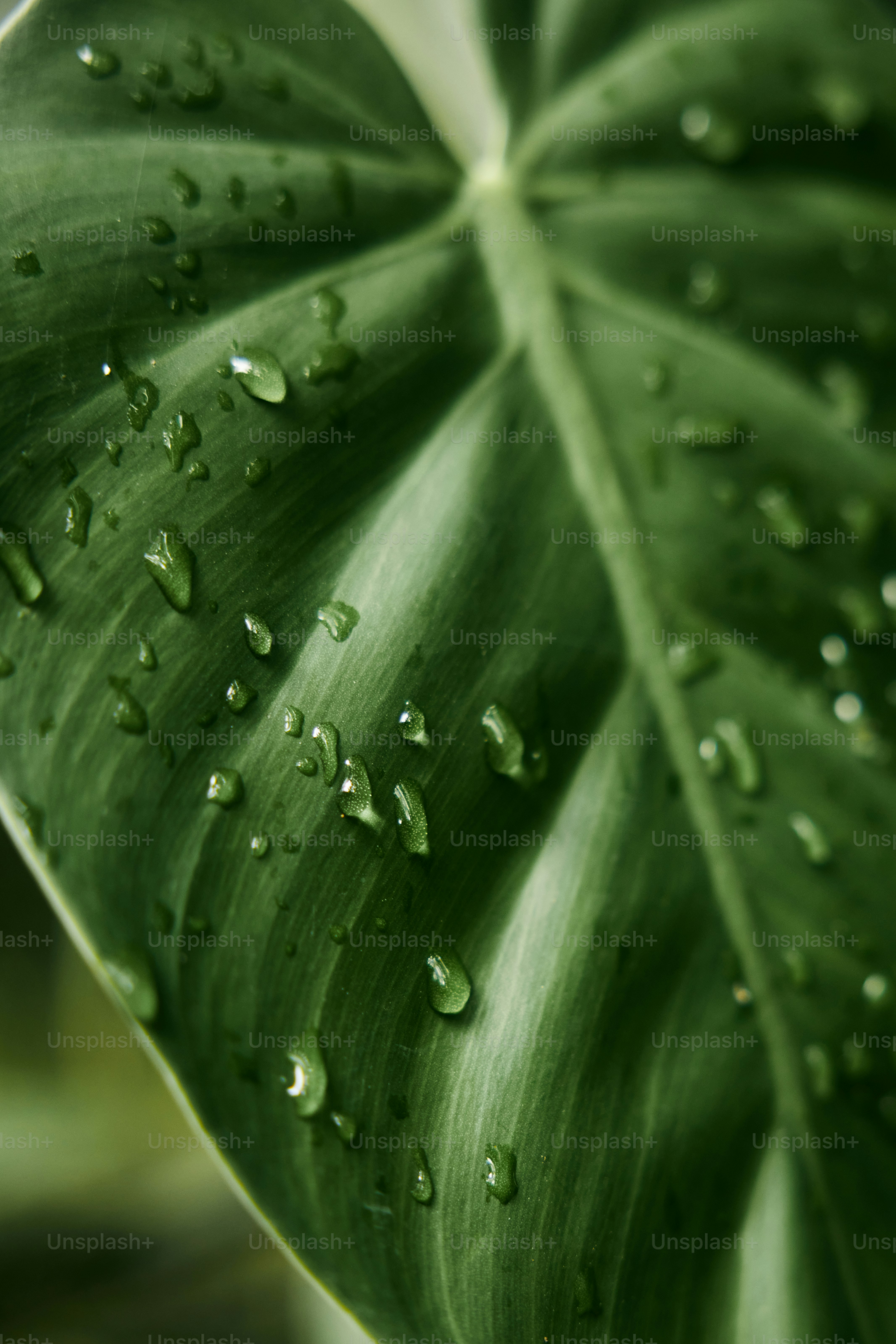 Water Leaf Pictures | Download Free Images on Unsplash