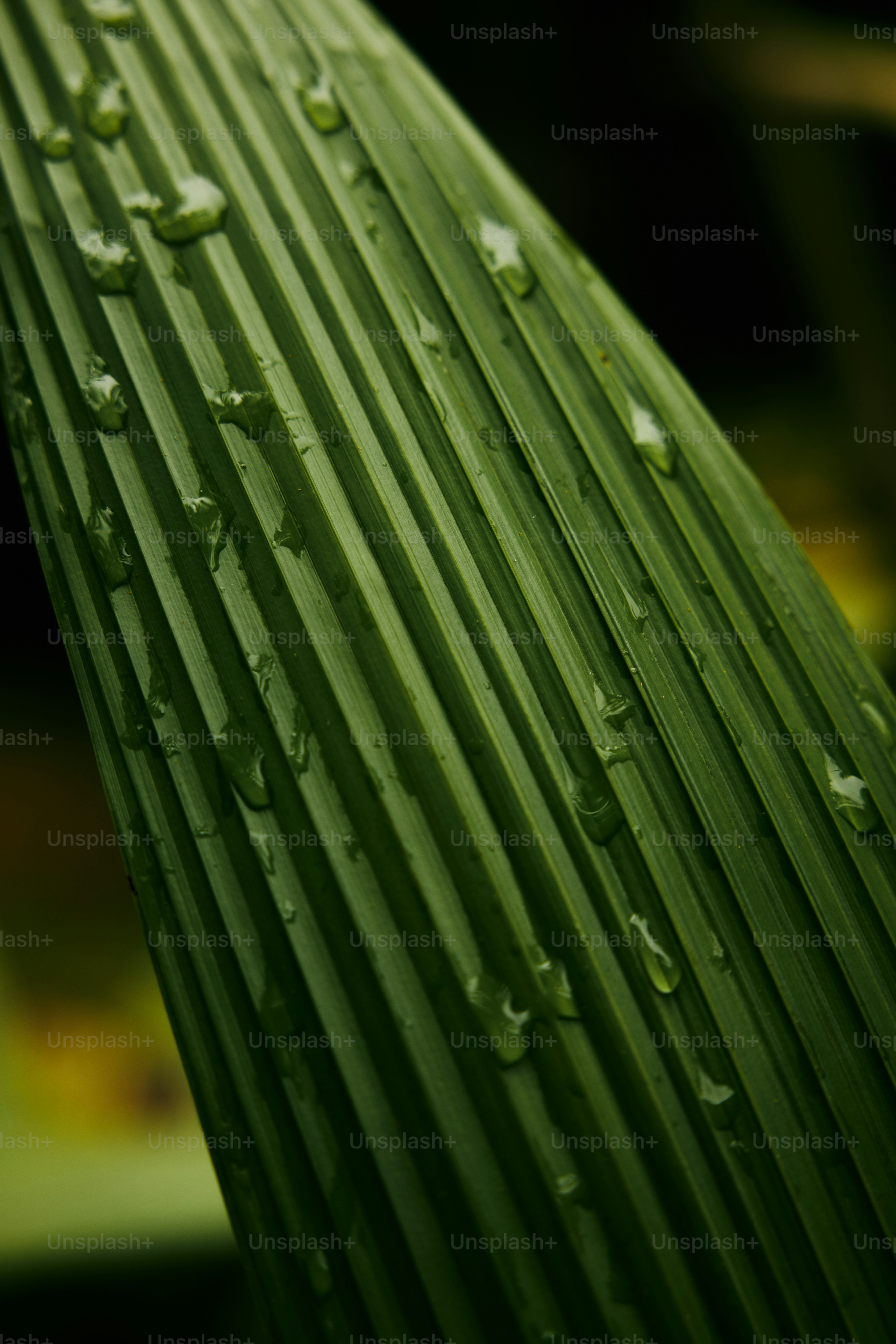 A green leaf with water drops on it photo – Dew drop Image on Unsplash