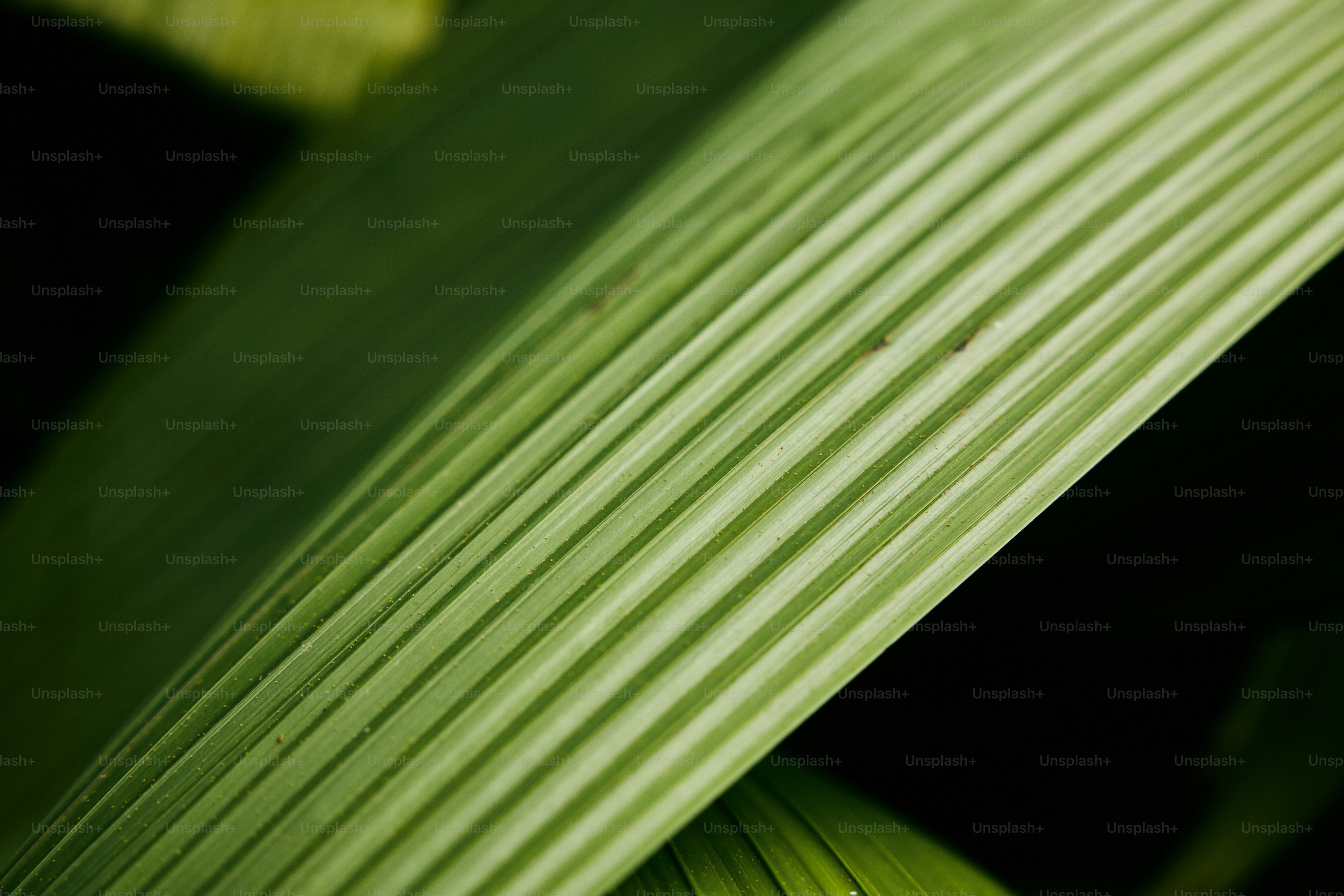 Photos de détail [HD] | Télécharger des images gratuites sur Unsplash