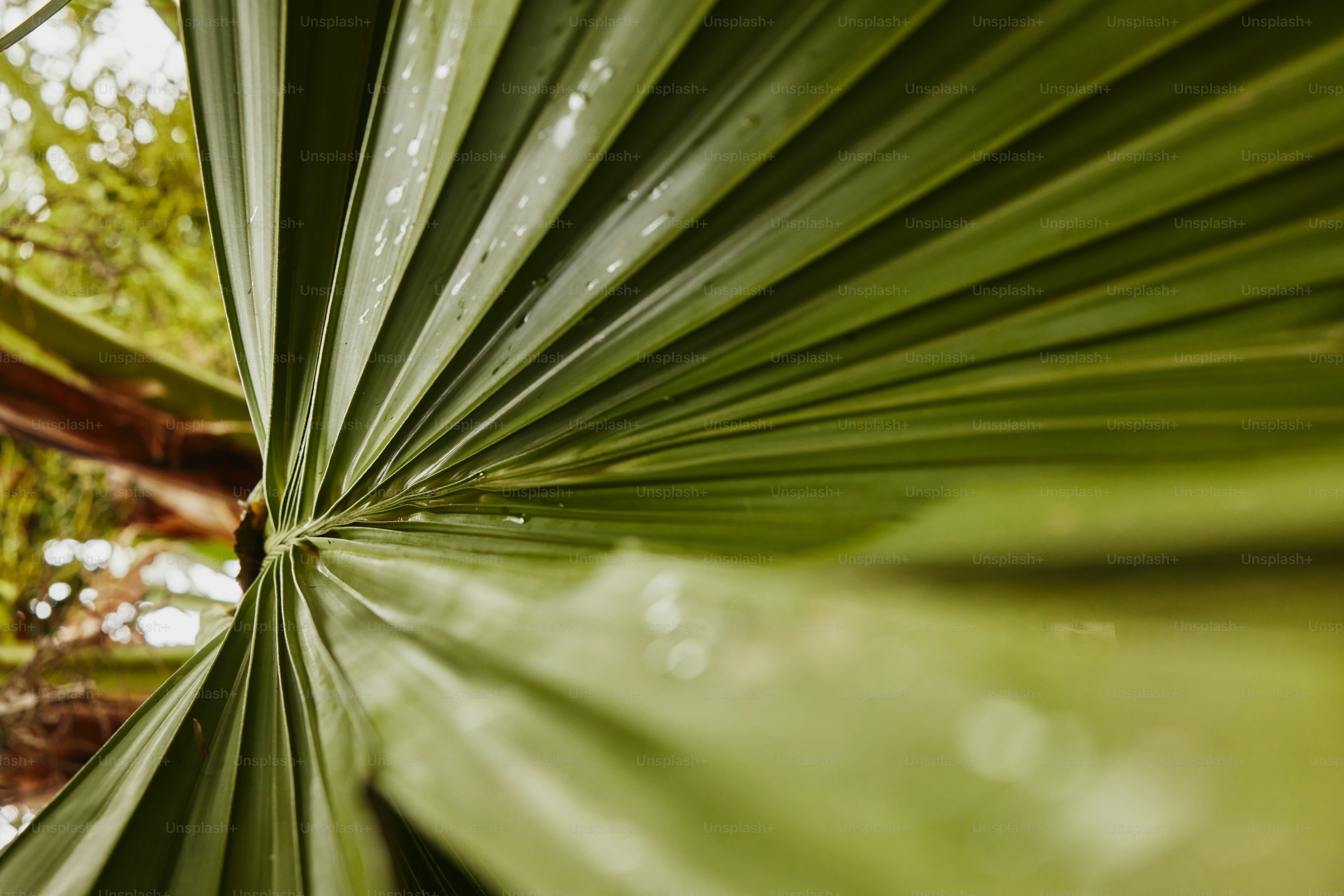 A close up of a green leaf on a tree photo – Close up Image on Unsplash