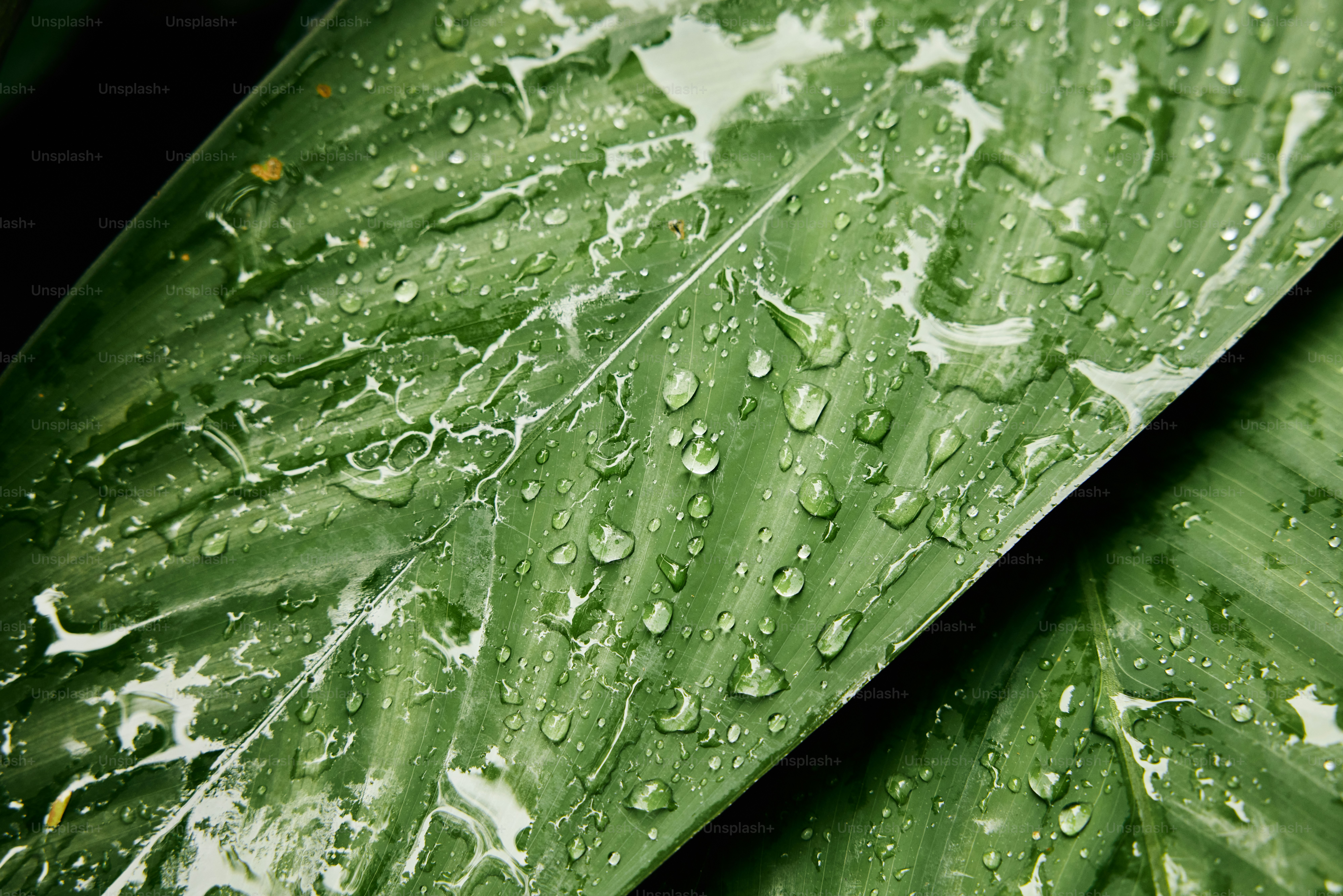 500+ Rain Drop Pictures [HD] | Download Free Images on Unsplash