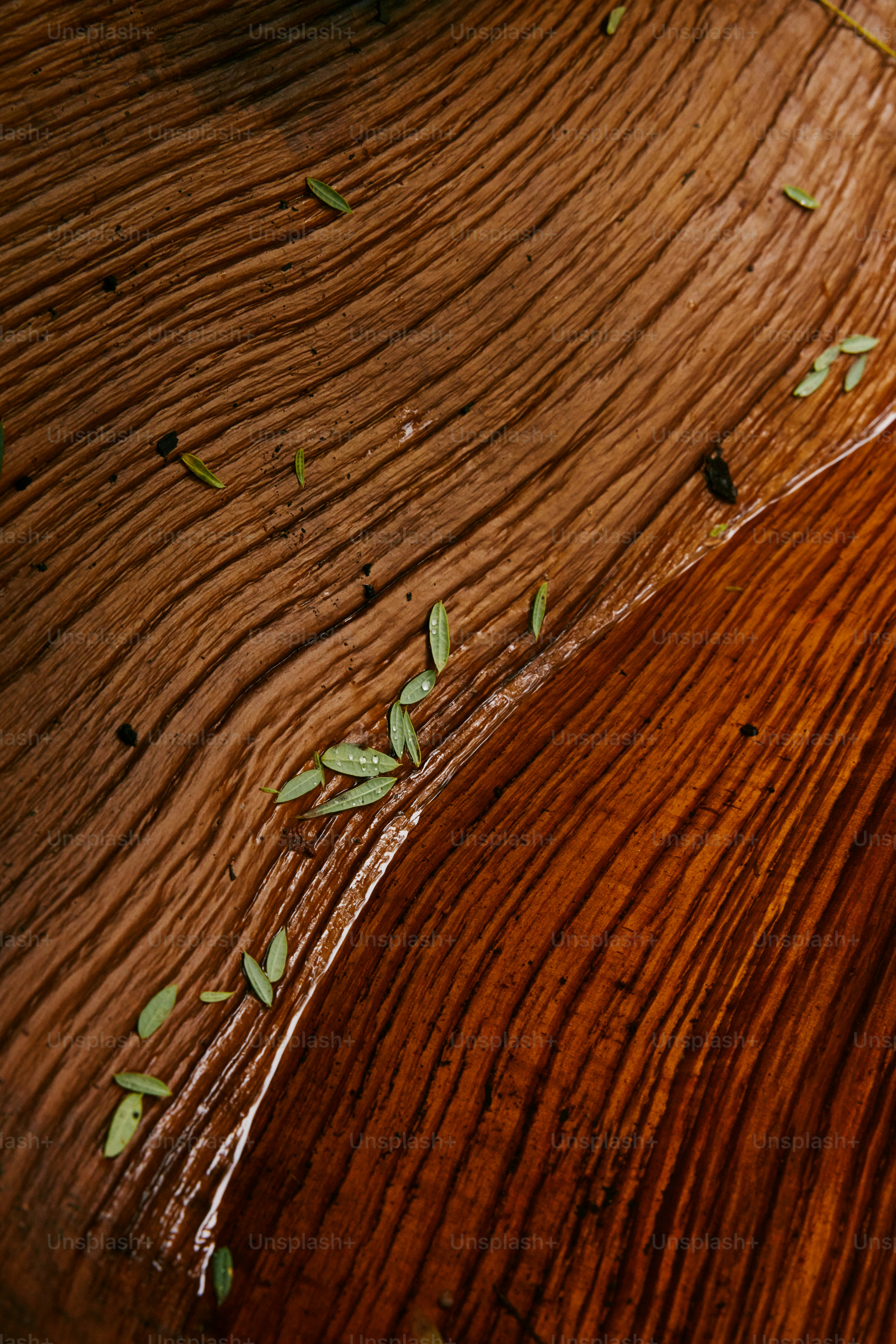 Tree Trunk Pictures | Download Free Images on Unsplash