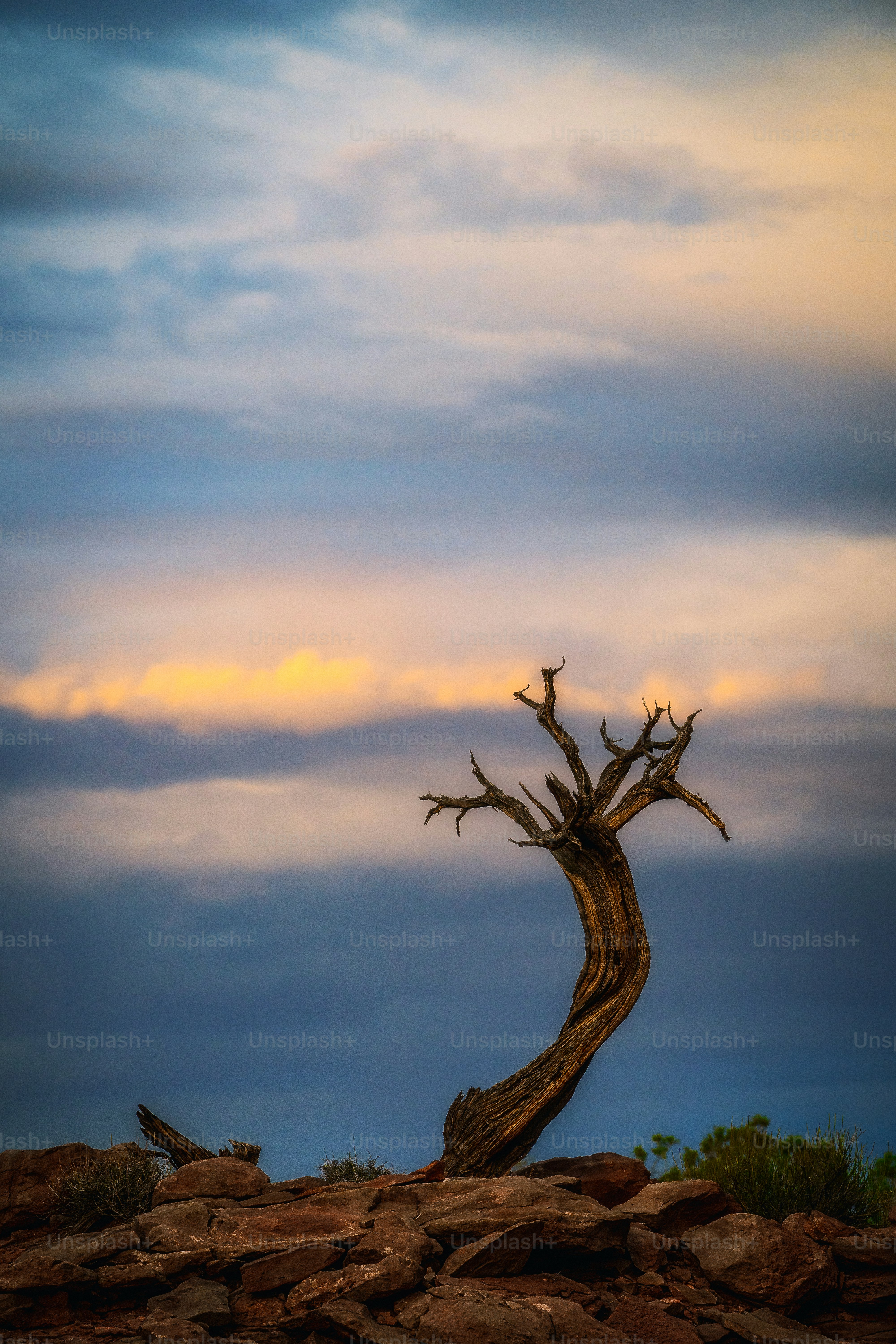 1000+ Dead Tree Pictures | Download Free Images on Unsplash