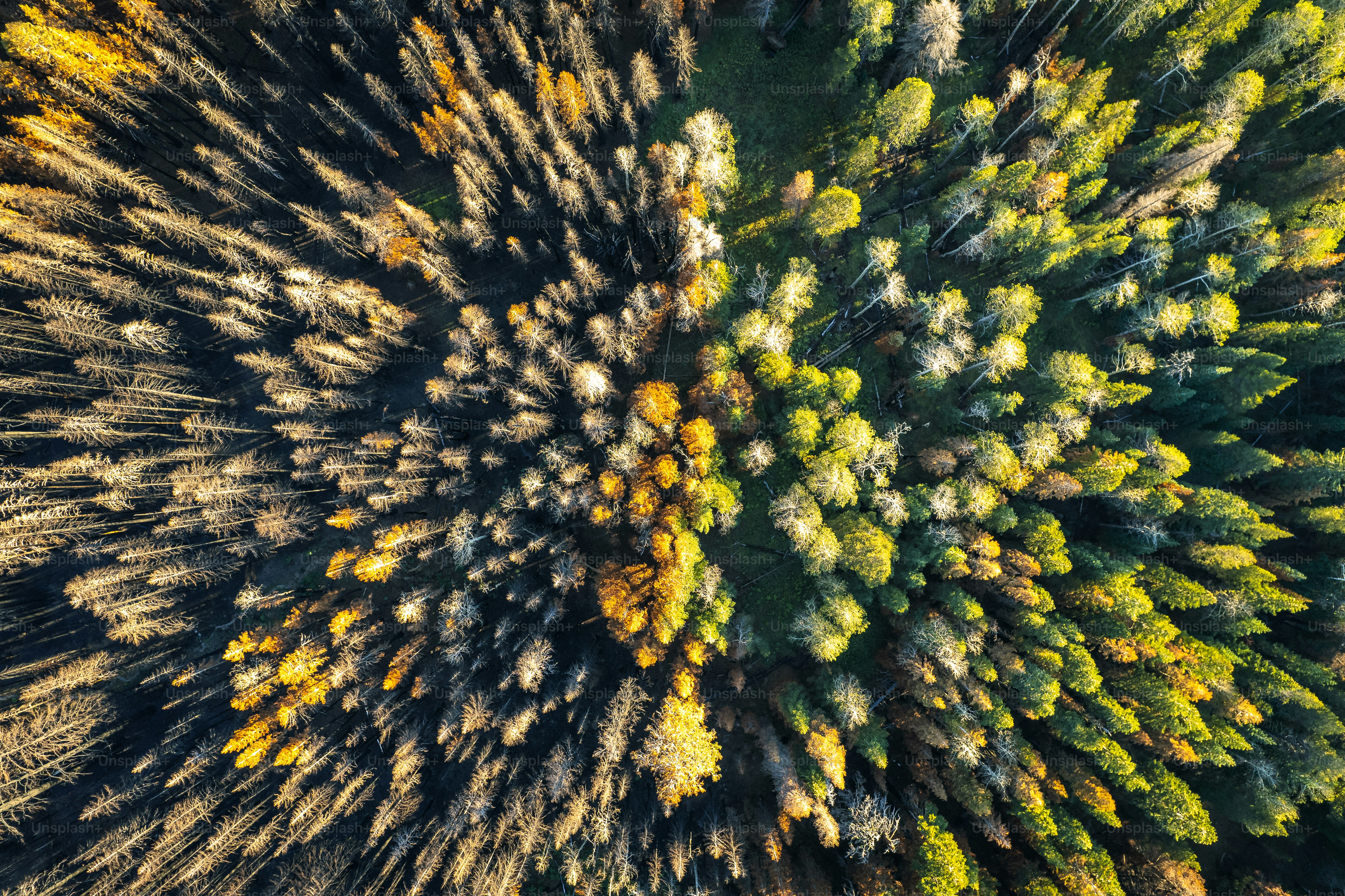 Una vista aérea de un bosque con muchos árboles foto – Imagen de ...