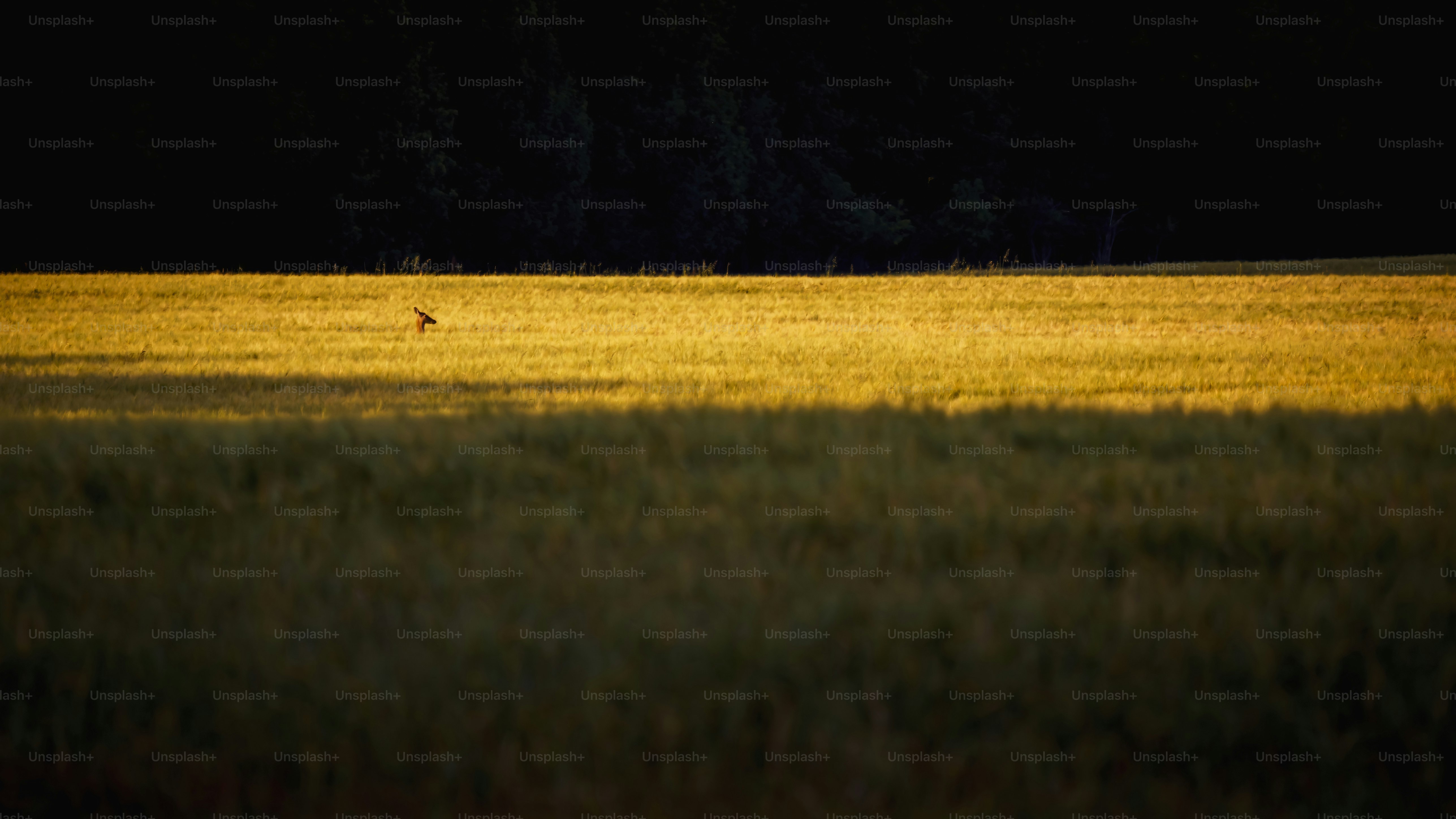 A lone bird standing in the middle of a field photo – Screen saver ...