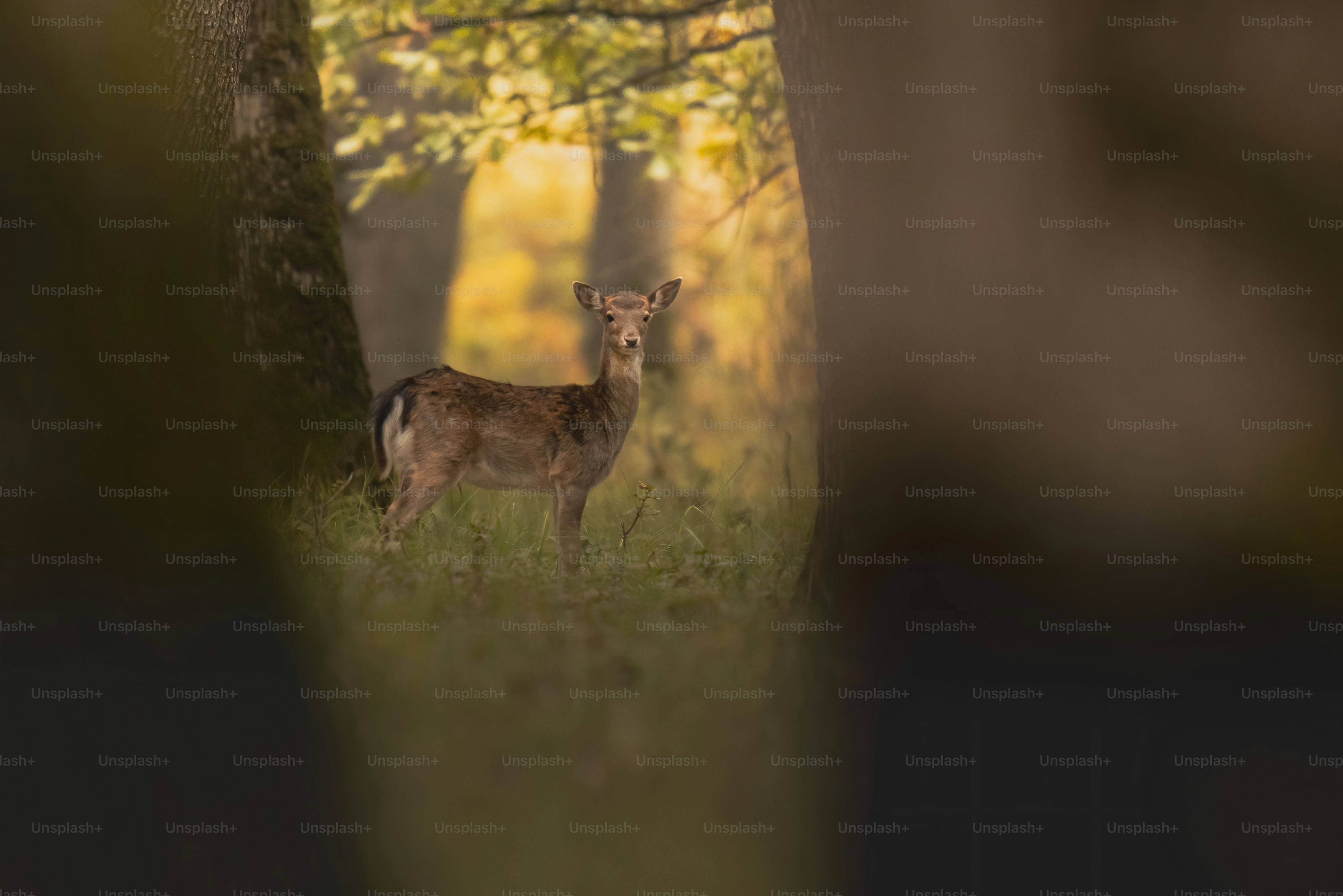 A small deer standing in the middle of a forest photo – Screen saver ...