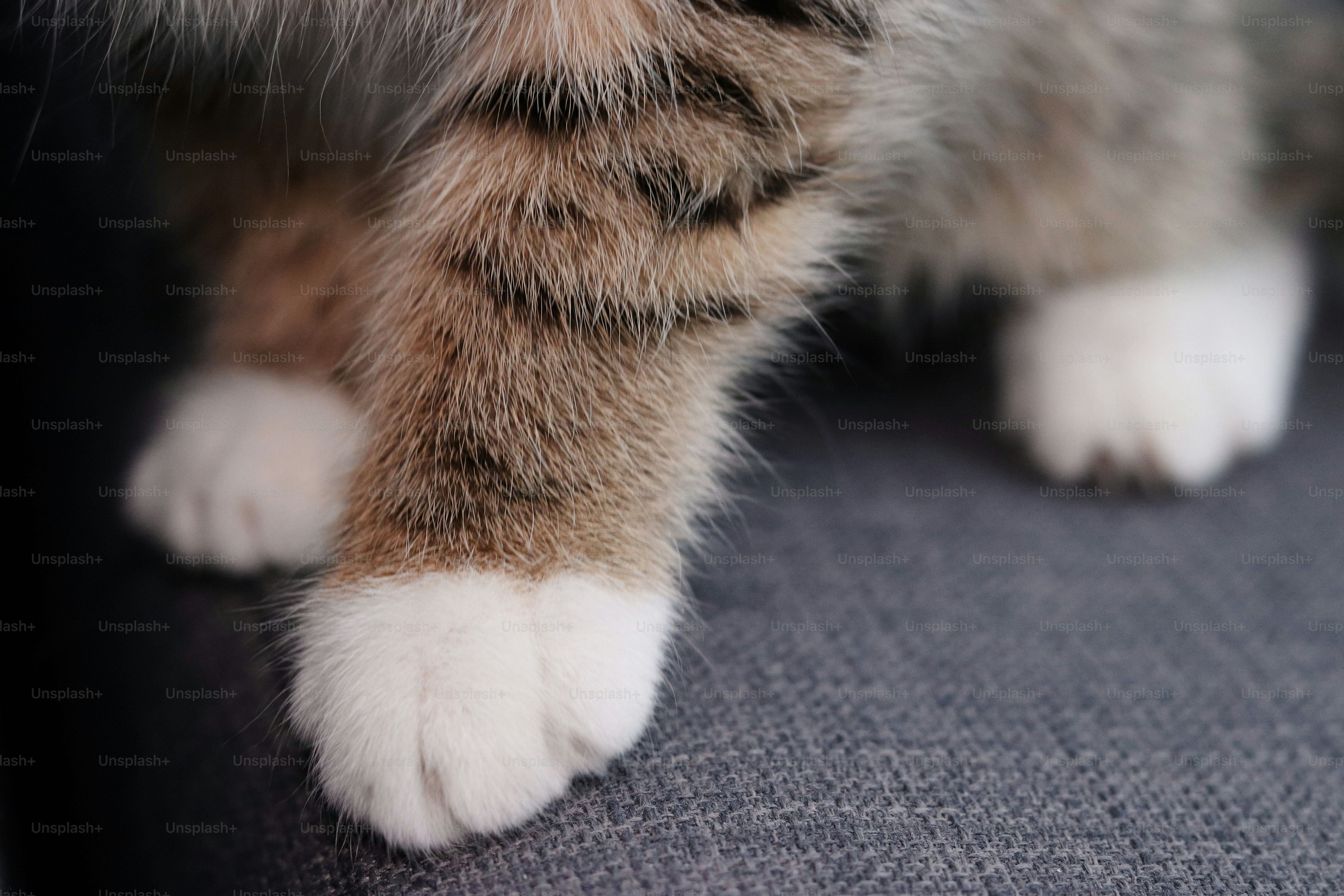 30,000+ Cat Paw Pictures | Download Free Images on Unsplash