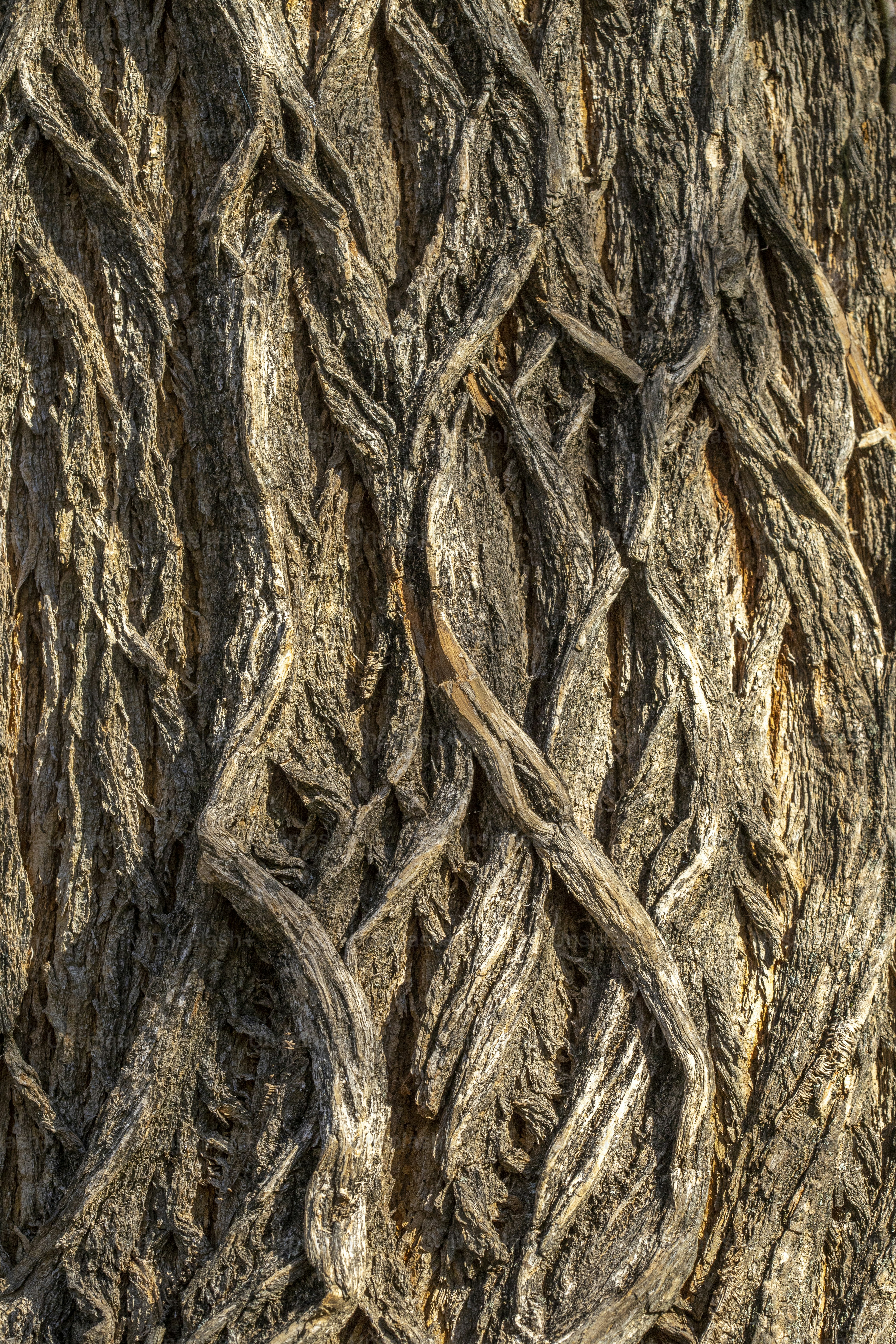 A close up of a tree trunk with vines on it photo – Bark Image on Unsplash