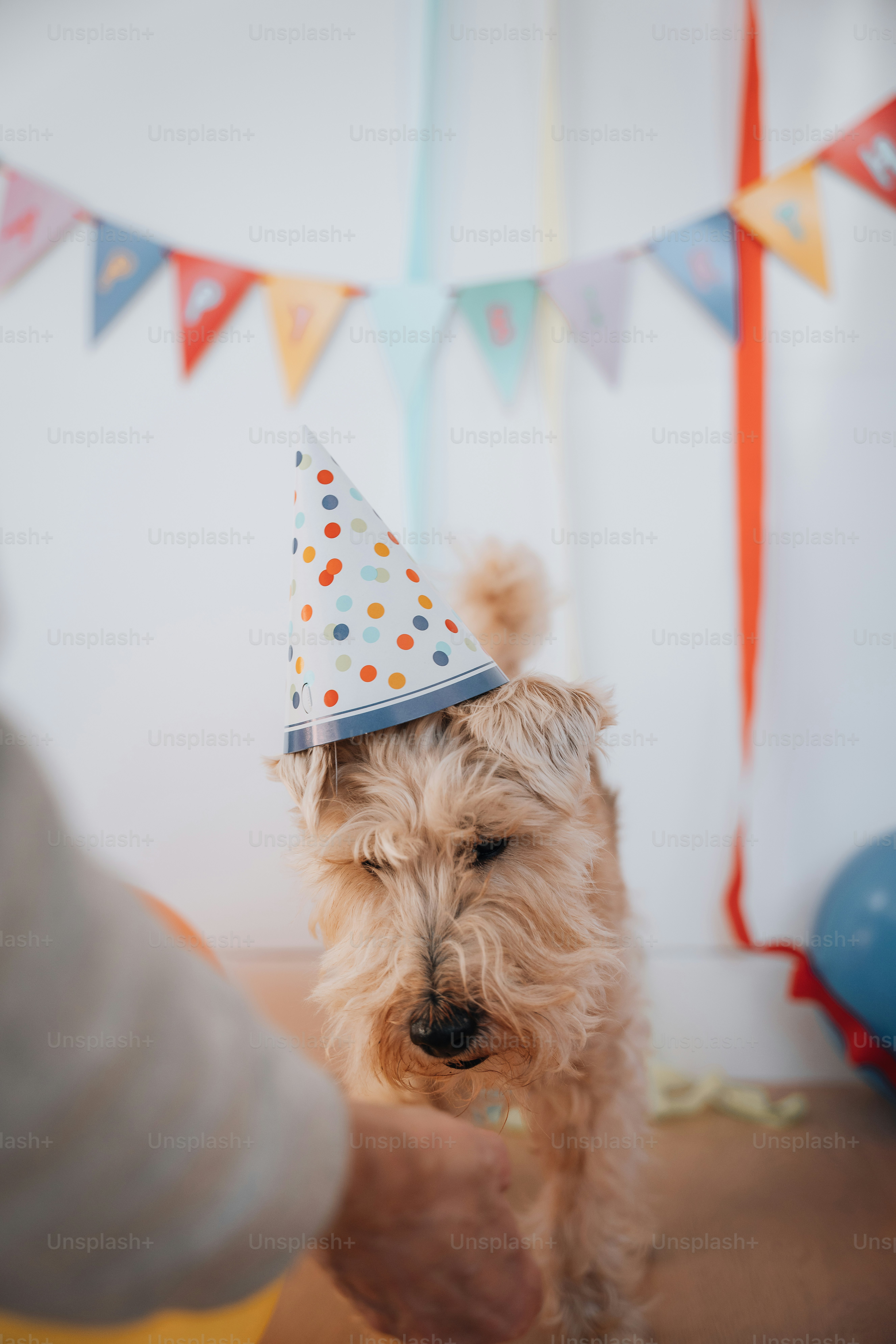 A dog wearing a party hat sitting in front of balloons photo – Birthday ...