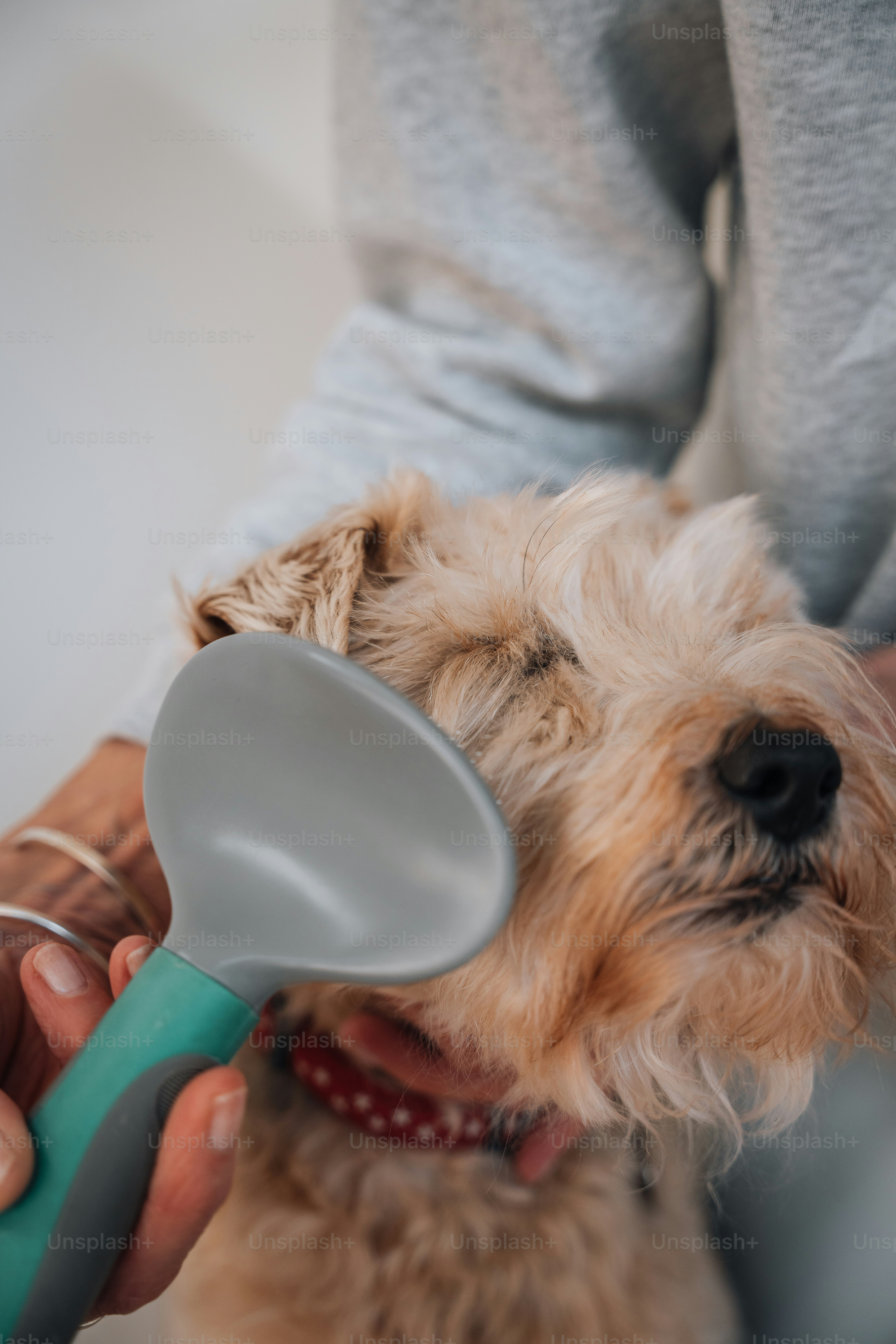 A dog getting its hair brushed by a person photo – Dog Image on Unsplash