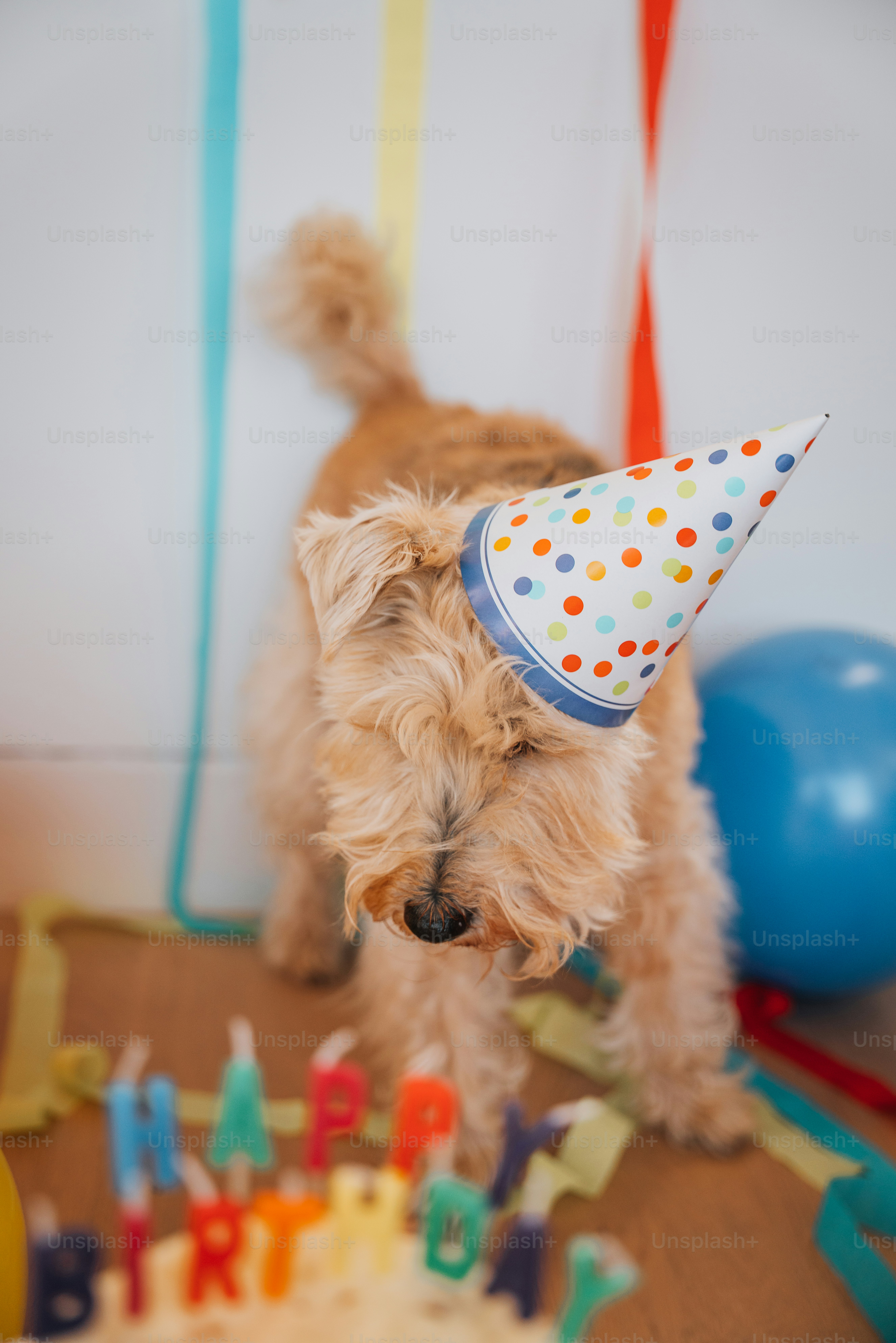 A dog wearing a party hat sitting in front of balloons photo – Dog ...