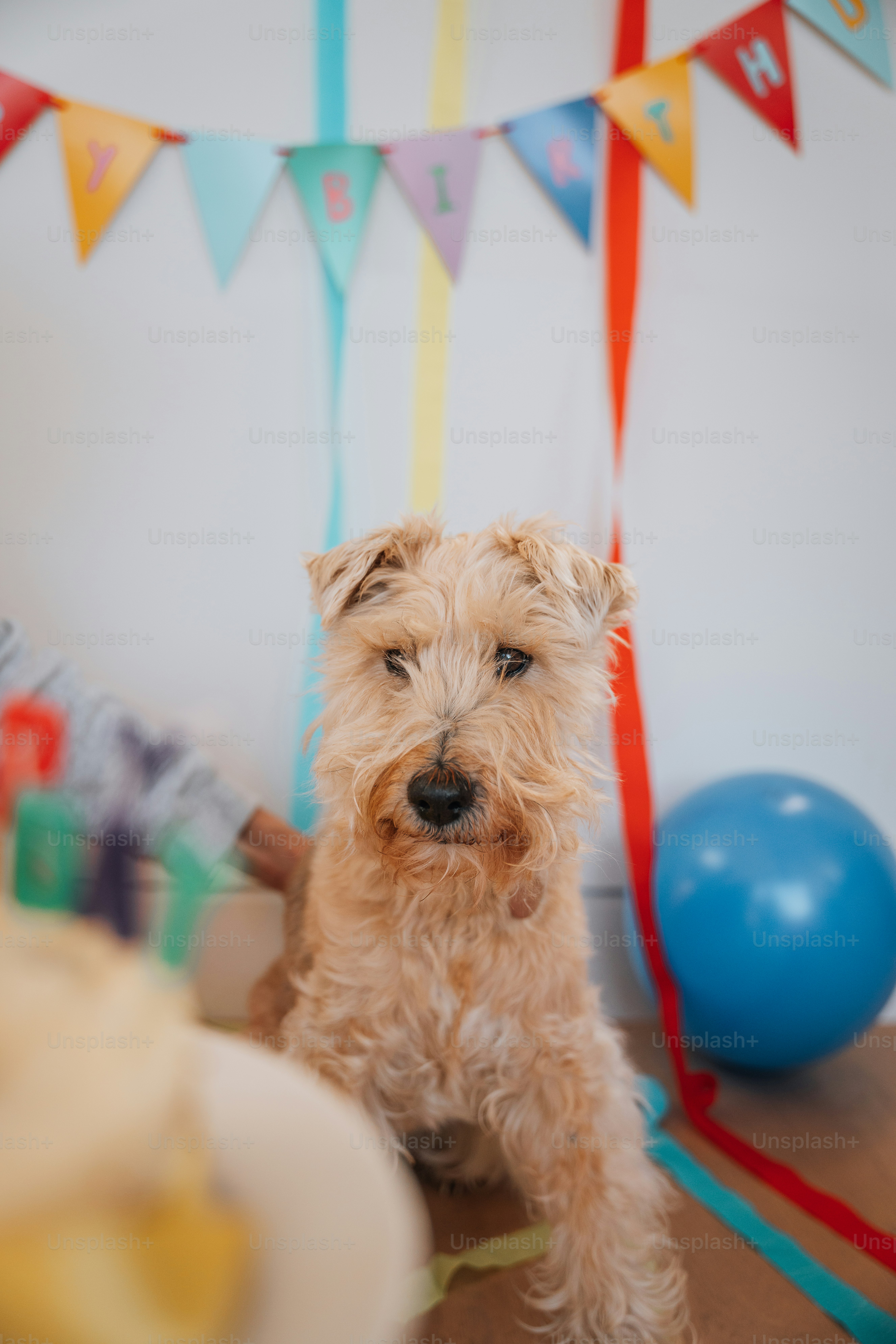 A dog wearing a party hat sitting in front of balloons photo – Birthday ...