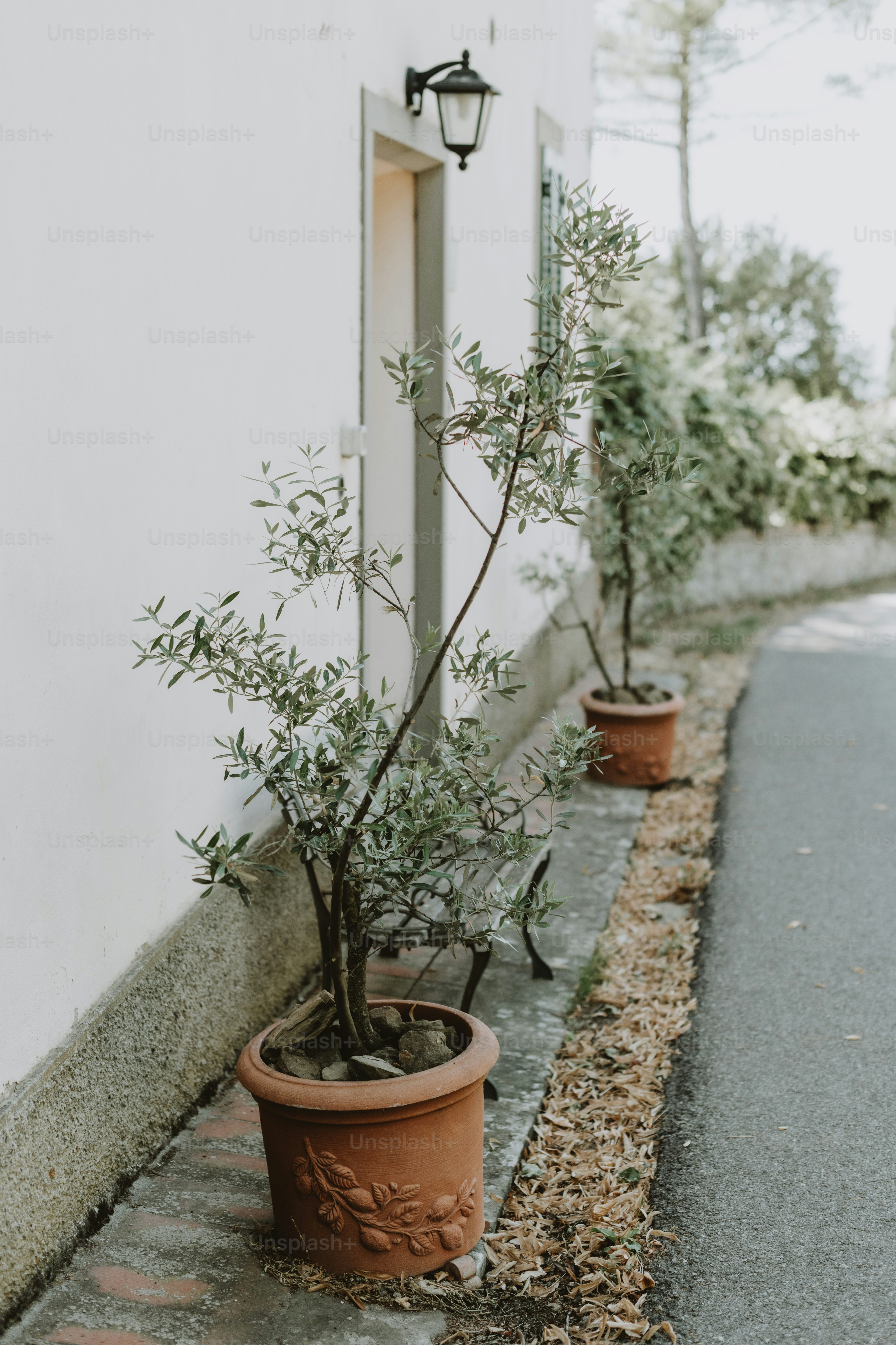 A couple of potted plants sitting on the side of a building photo ...