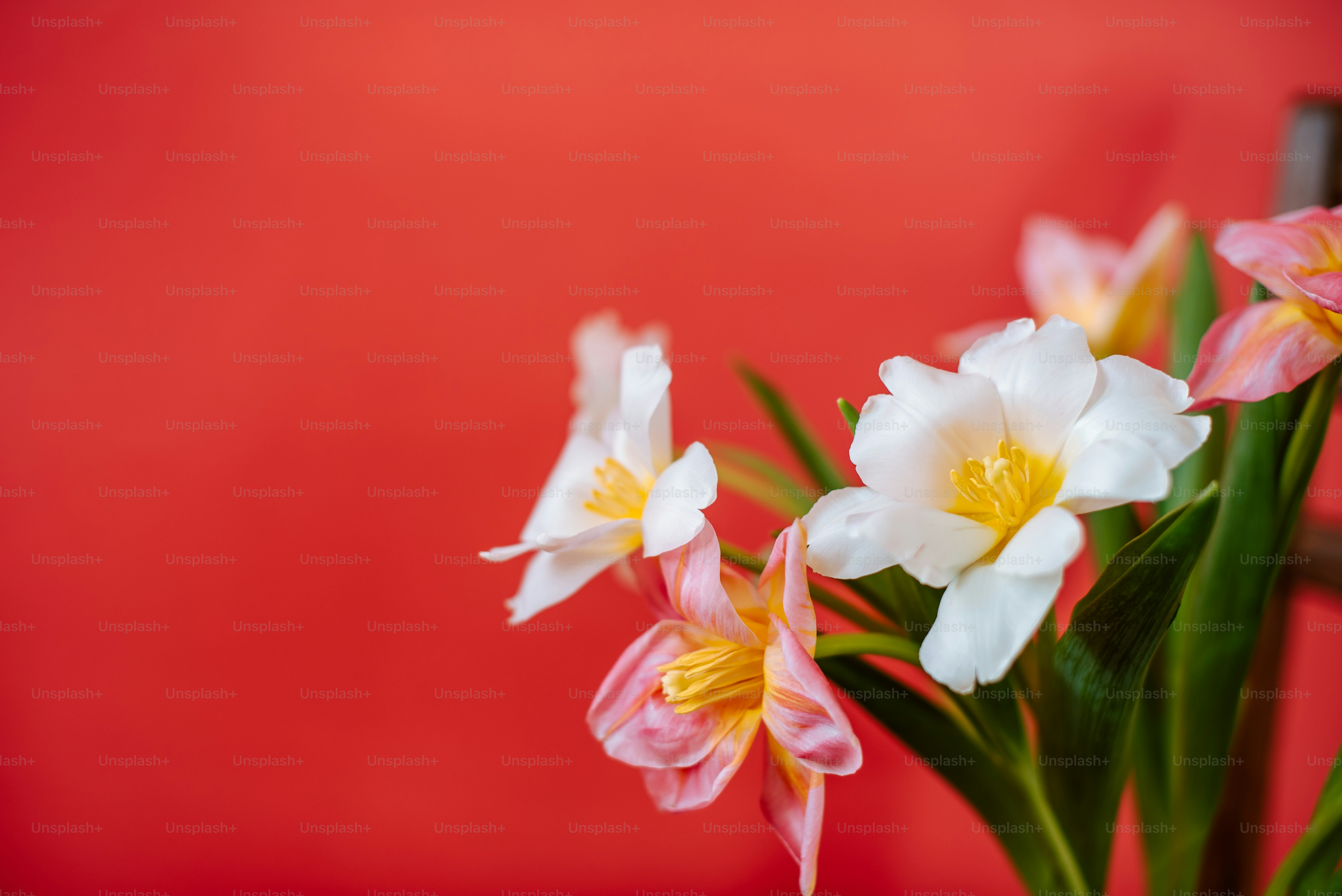 Foto Seikat bunga putih kecil dengan latar belakang merah – Gambar ...