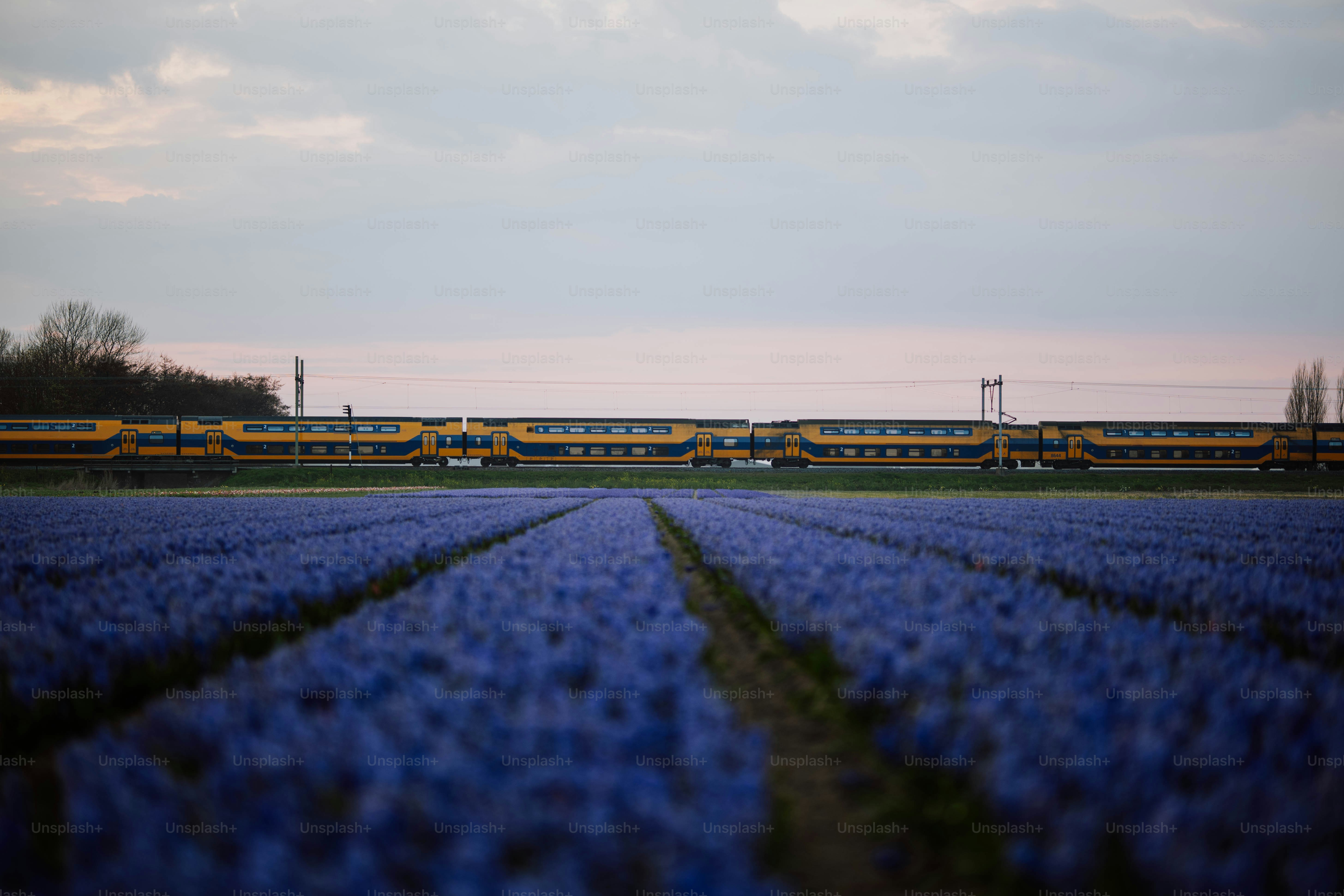 A train traveling through a field of blue flowers photo – Train Image ...