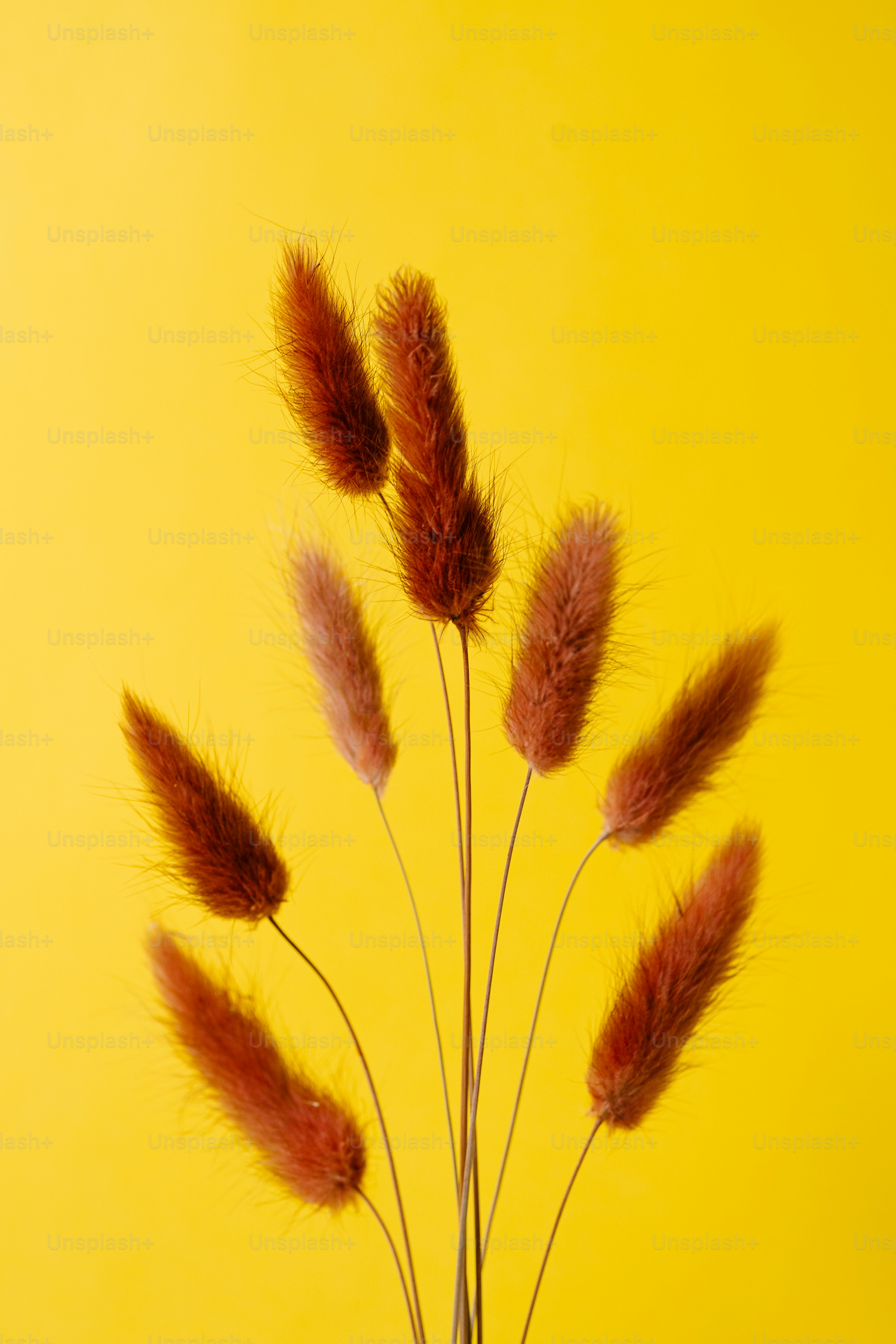 Immagini di sfondo giallo: 900+ immagini gratis su Unsplash