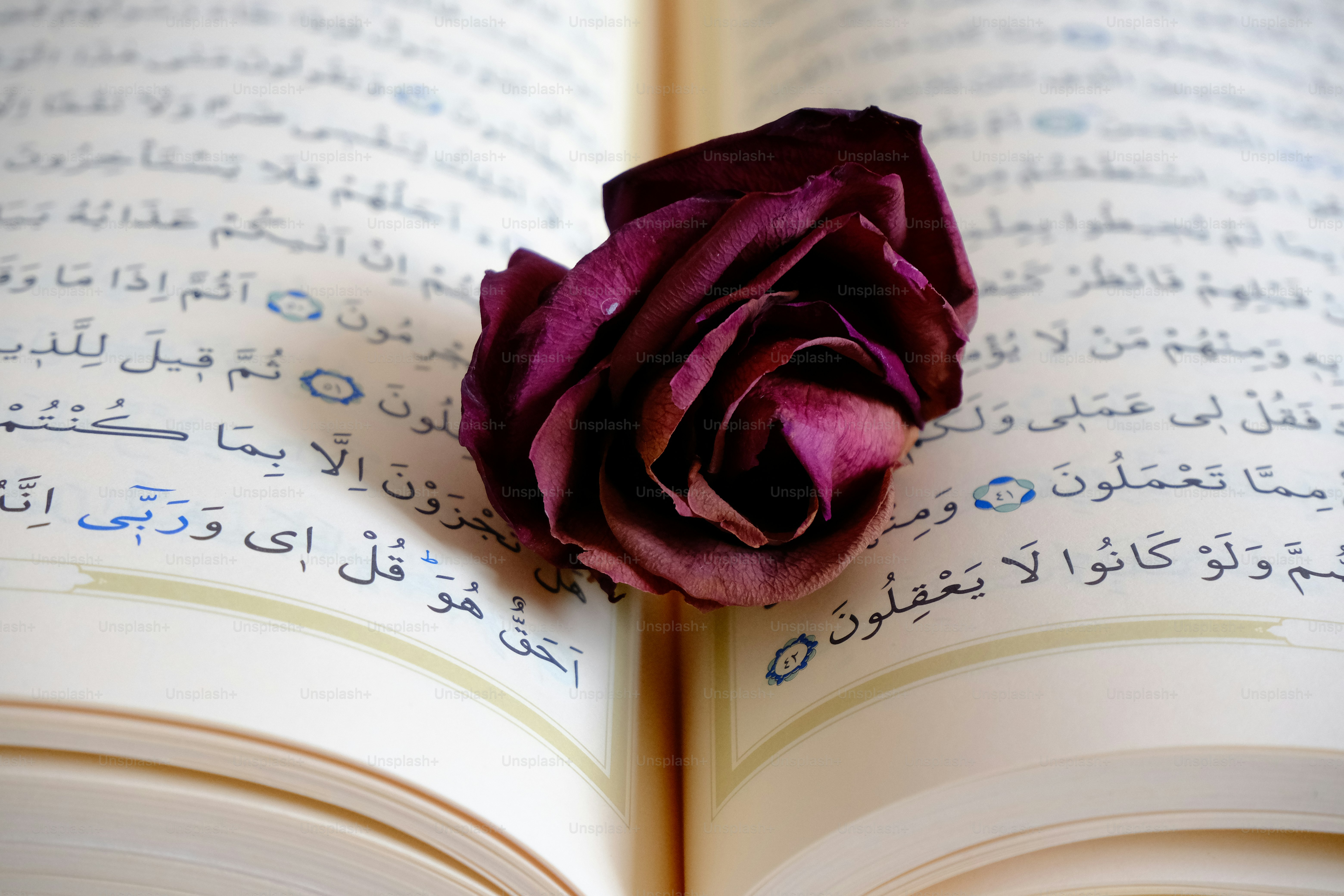 A rose sitting on top of an open book photo – Islam Image on Unsplash