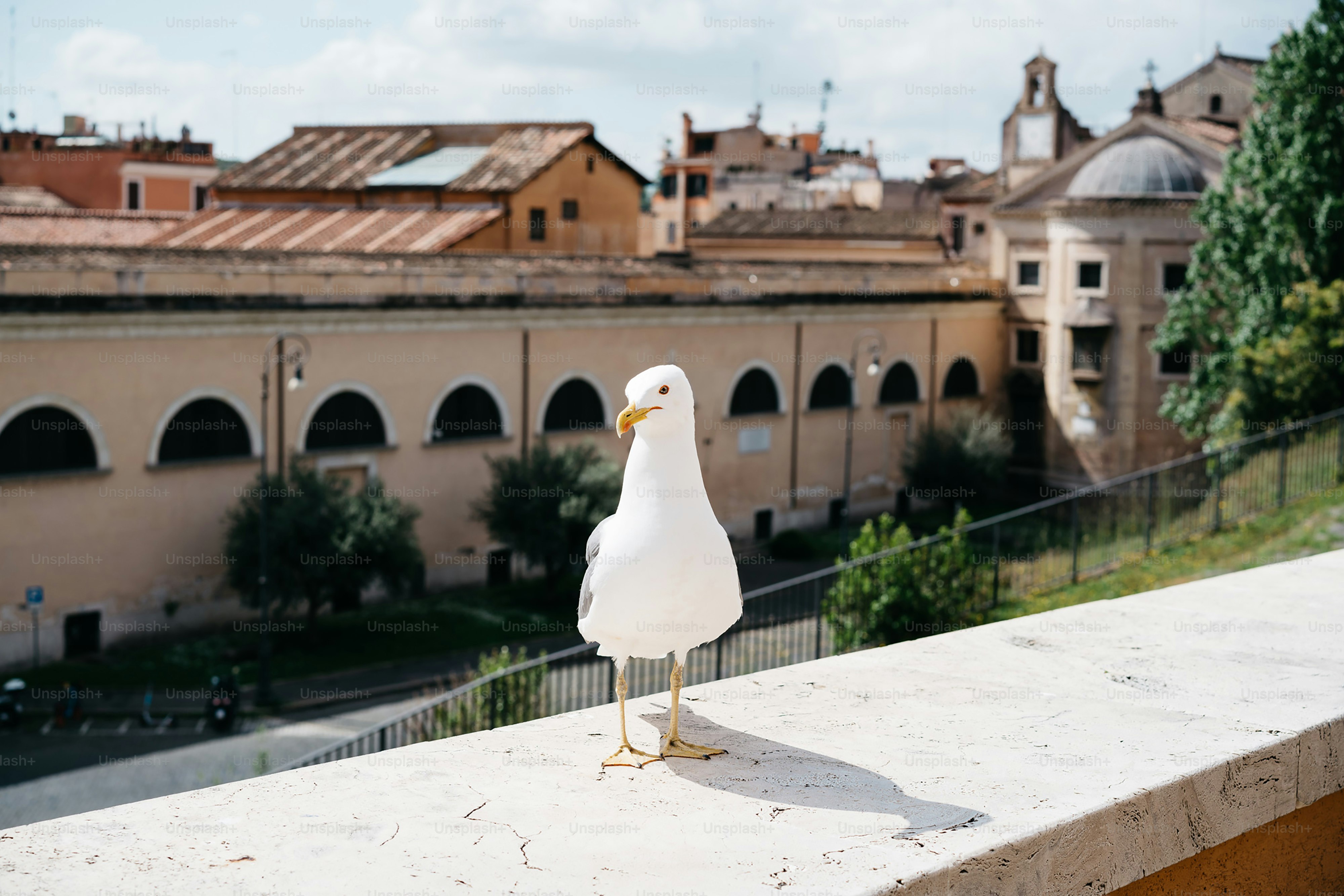 A seagull standing on a ledge in front of a building photo – Bird Image ...