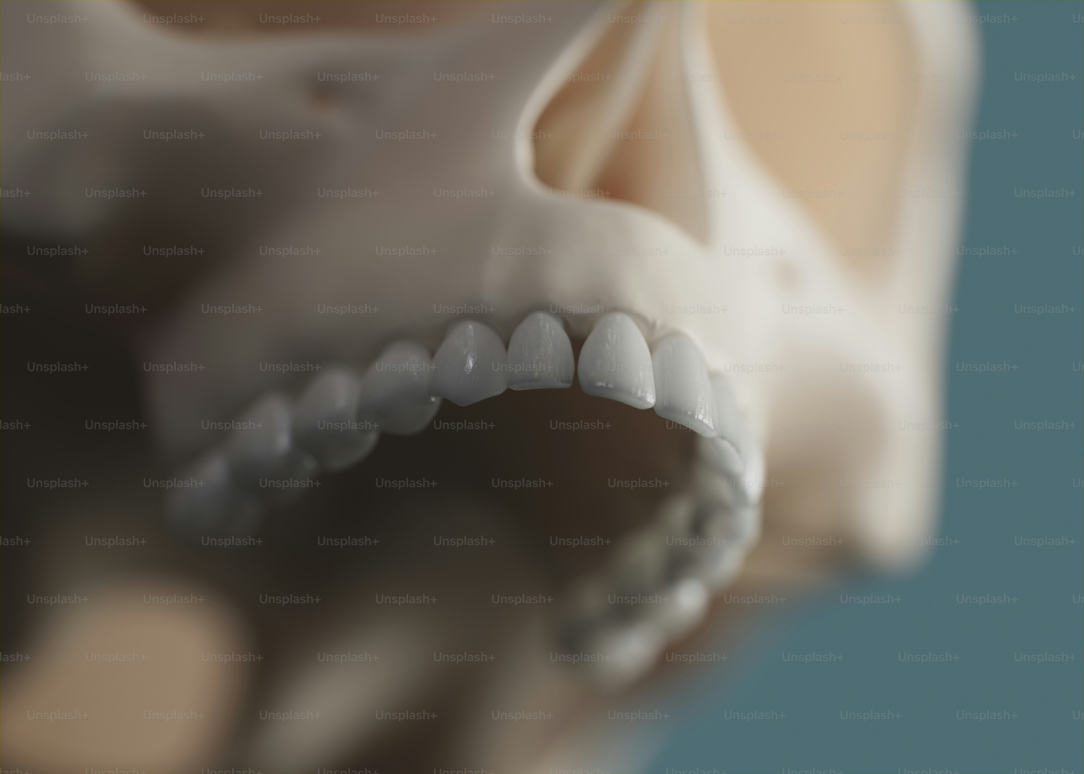 A model of a human's teeth and jaw photo – 3d Image on Unsplash