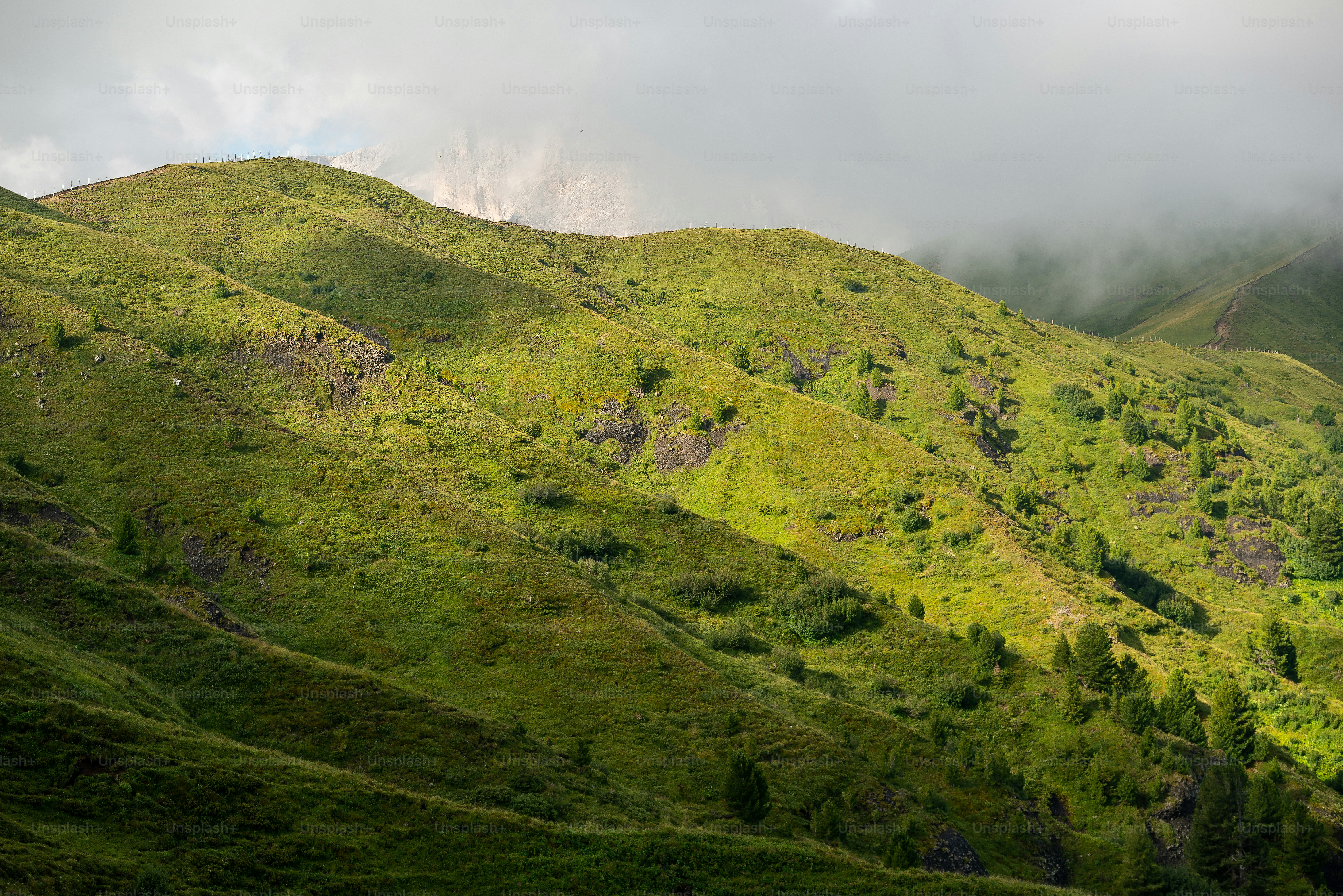 A lush green hillside covered in lots of trees photo – Hillside Image ...