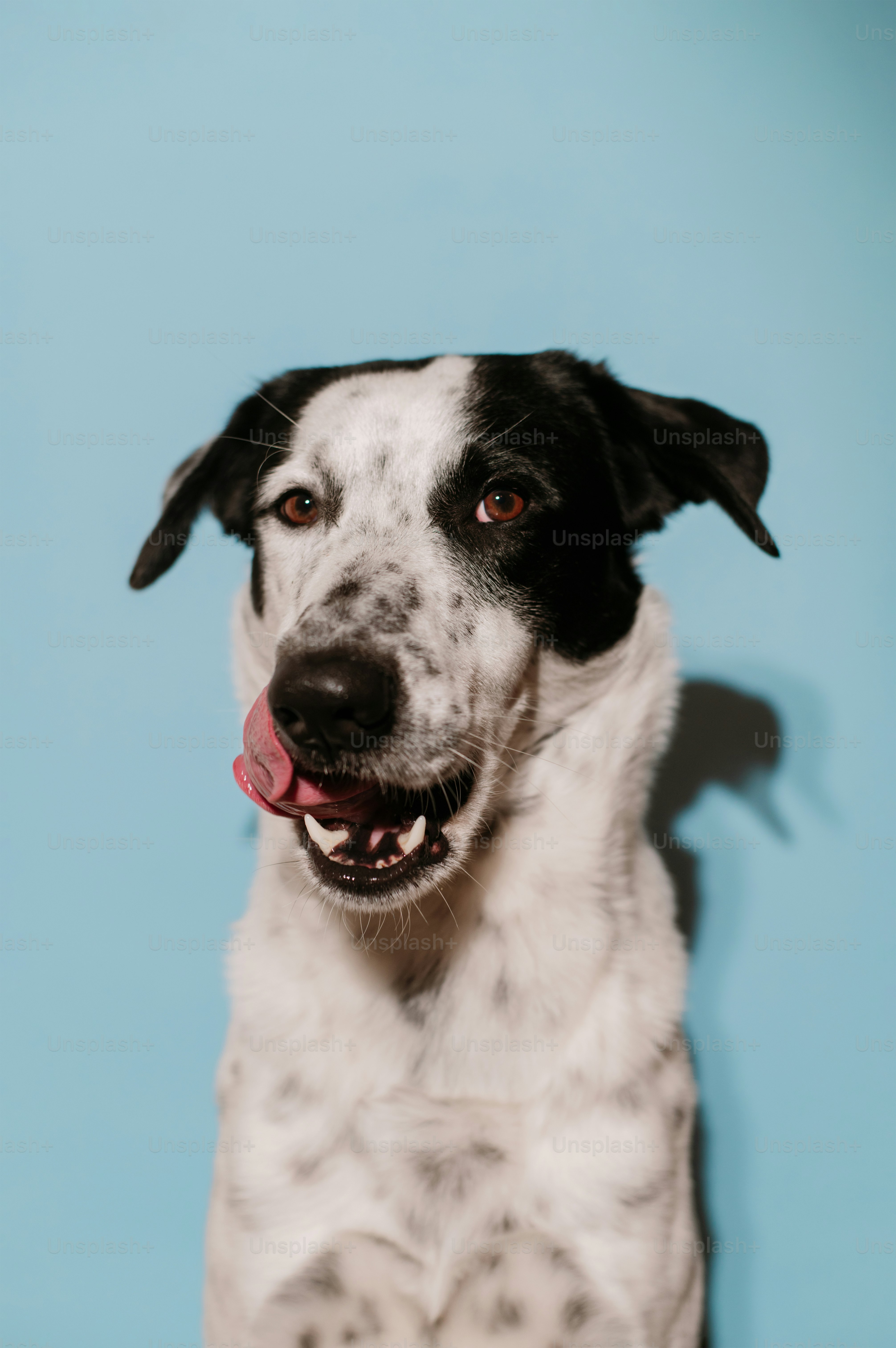 30k+ Dog Face Pictures | Download Free Images on Unsplash