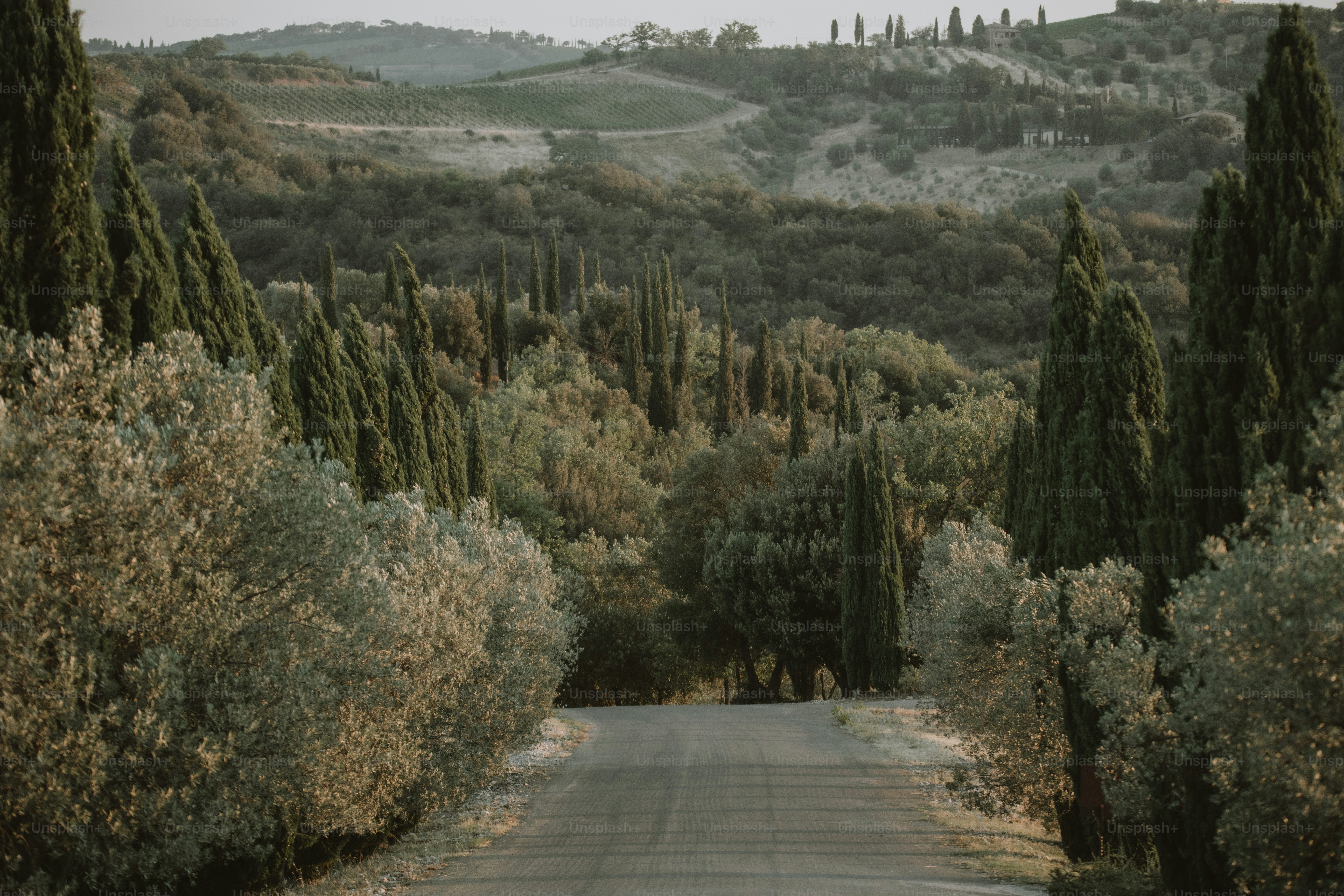 Garden Of Gethsemane Pictures | Download Free Images on Unsplash