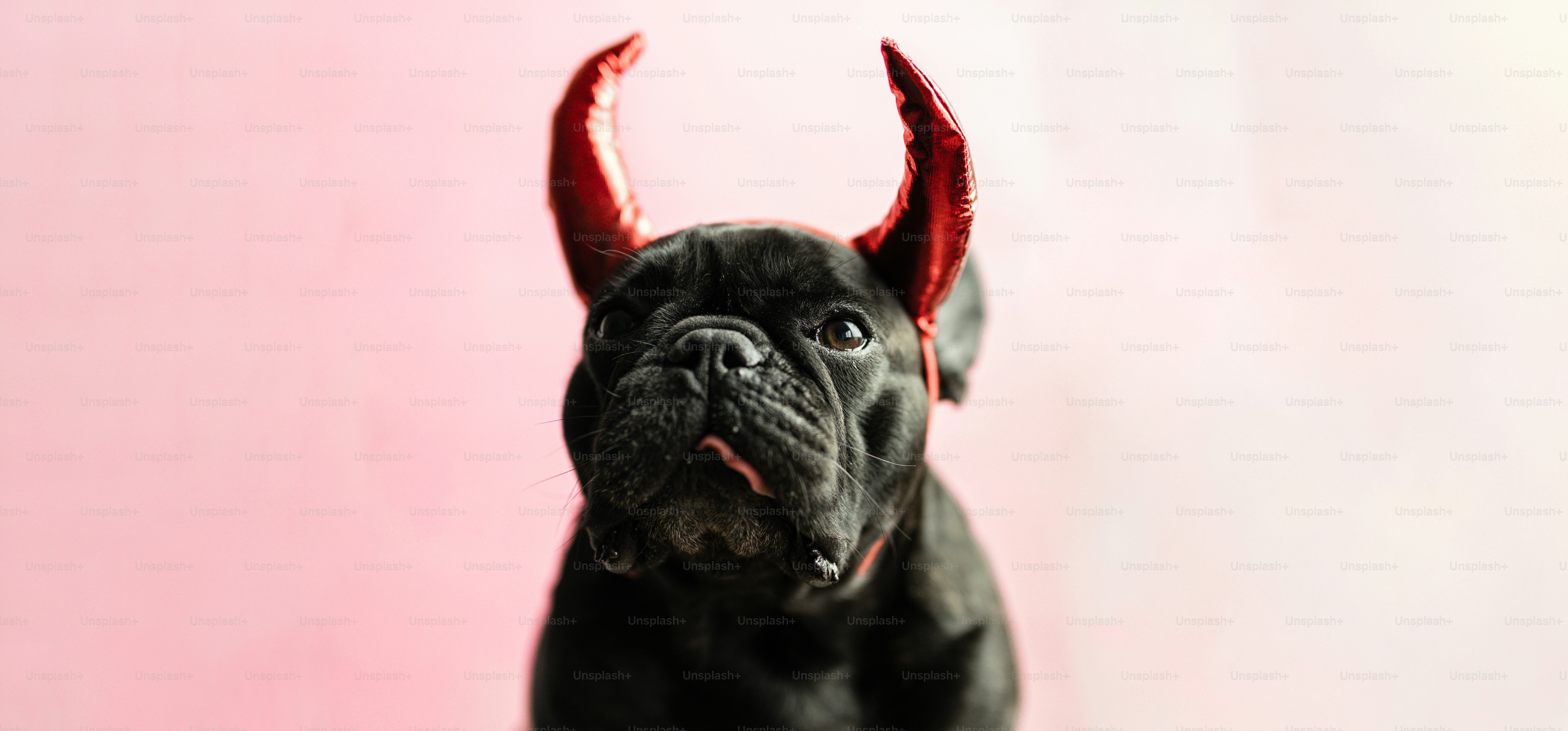 A black dog with red horns on it's head photo – Dog Image on Unsplash