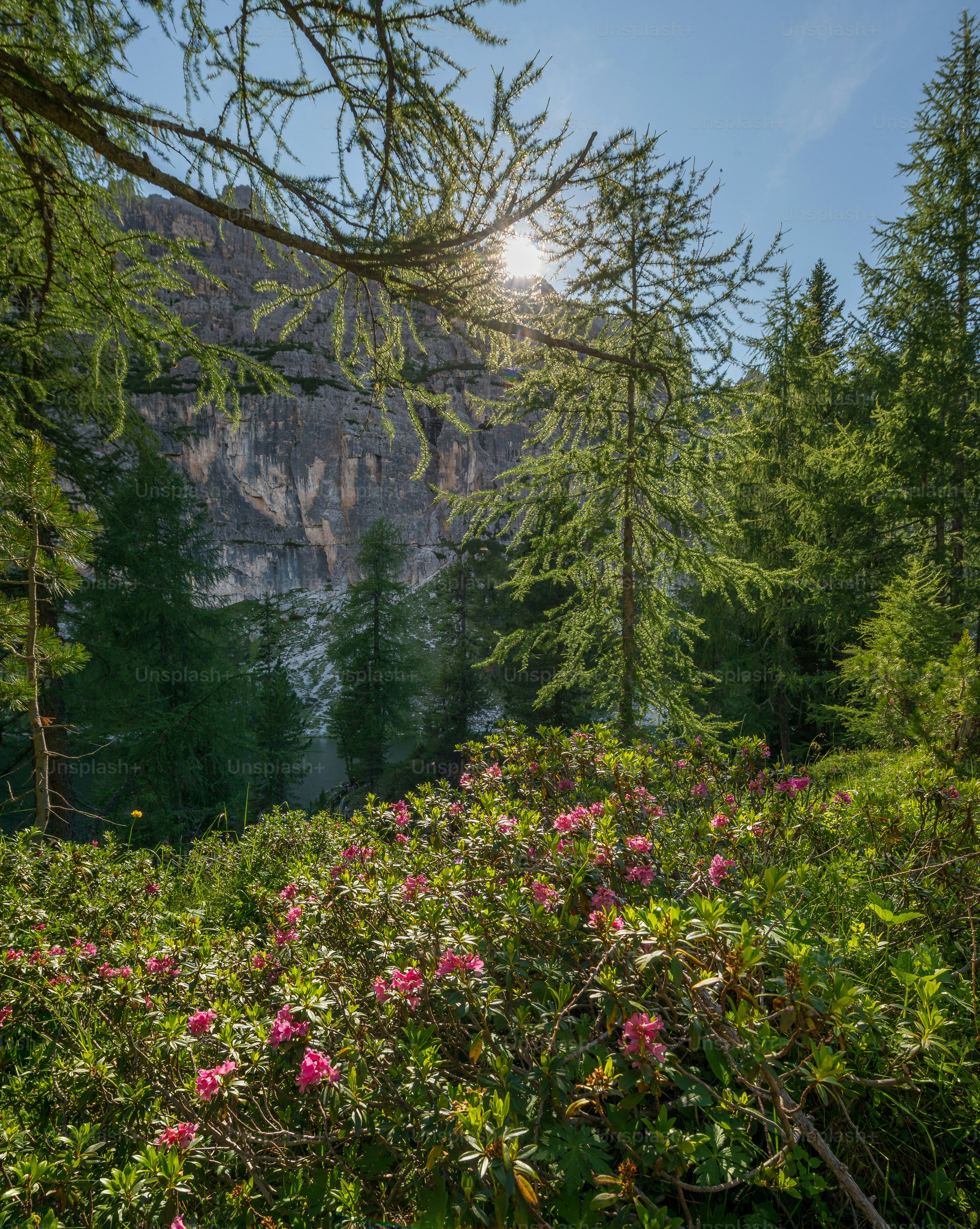 Foto Un bosque lleno de muchos árboles y flores – Naturaleza Imagen en ...