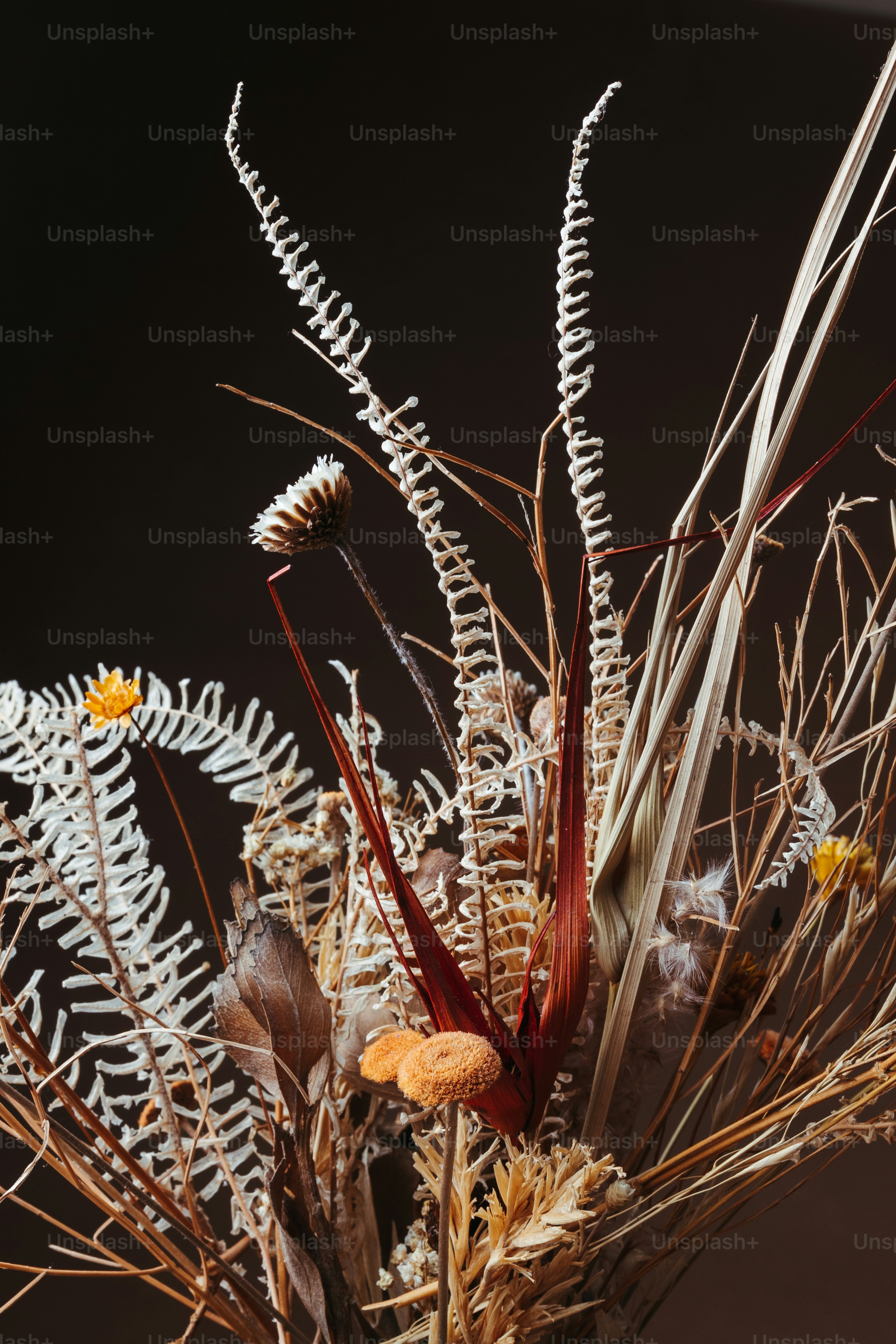 MICROSOFT Flower Wallpaper Pictures | Download Free Images on Unsplash